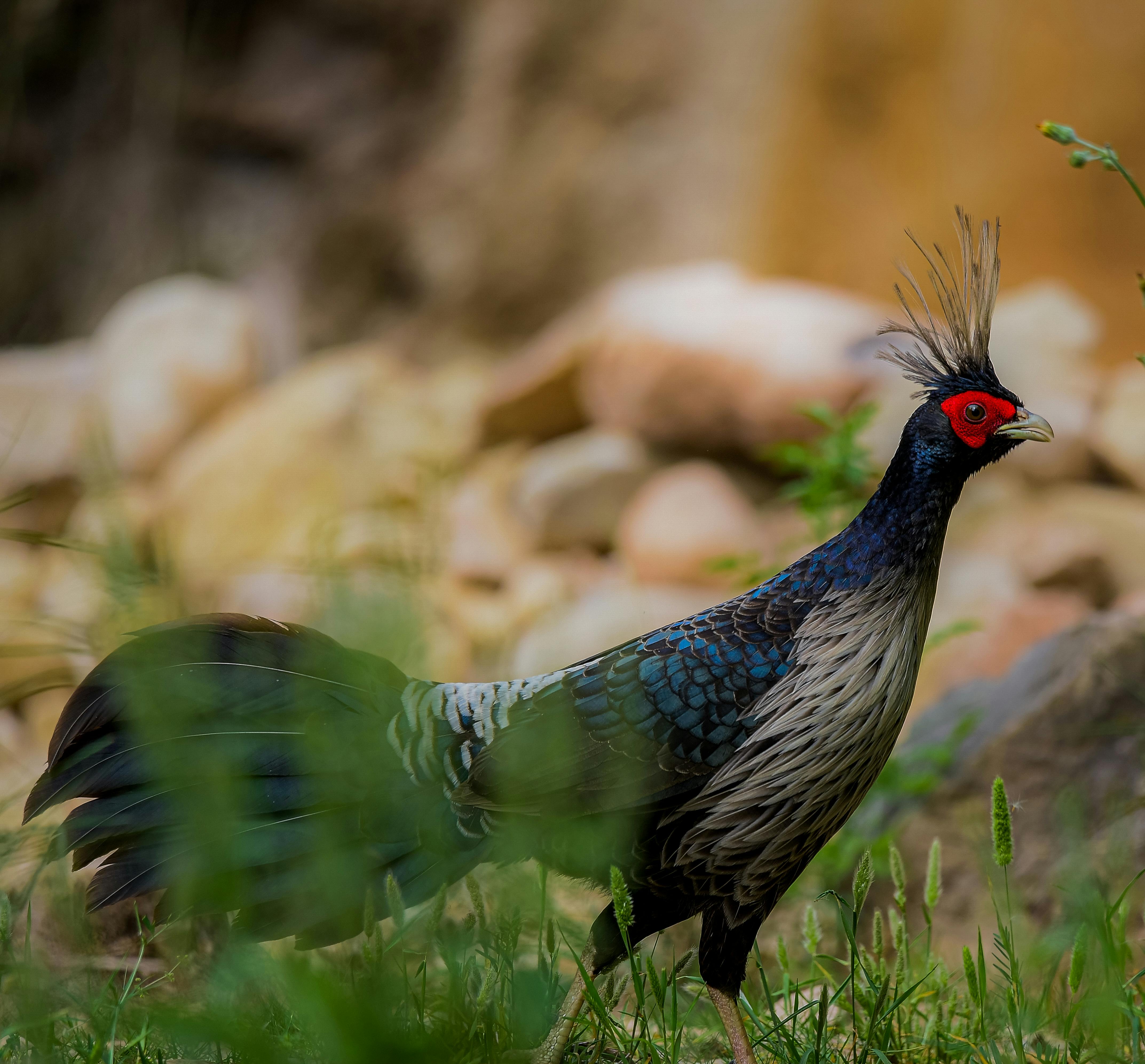 Kalij Pheasant on Ground · Free Stock Photo