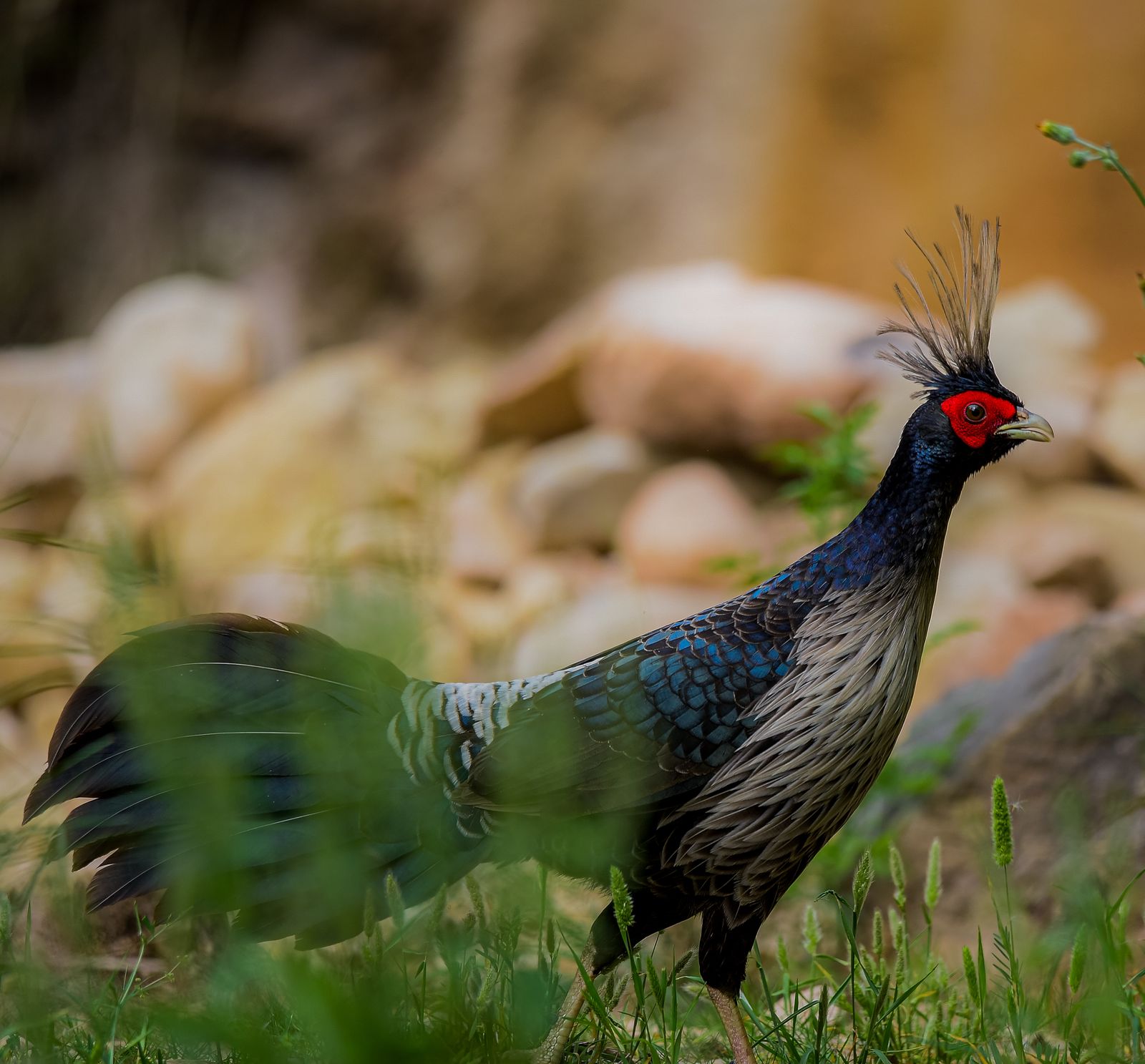 Kalij Pheasant Photos, Download The BEST Free Kalij Pheasant Stock ...