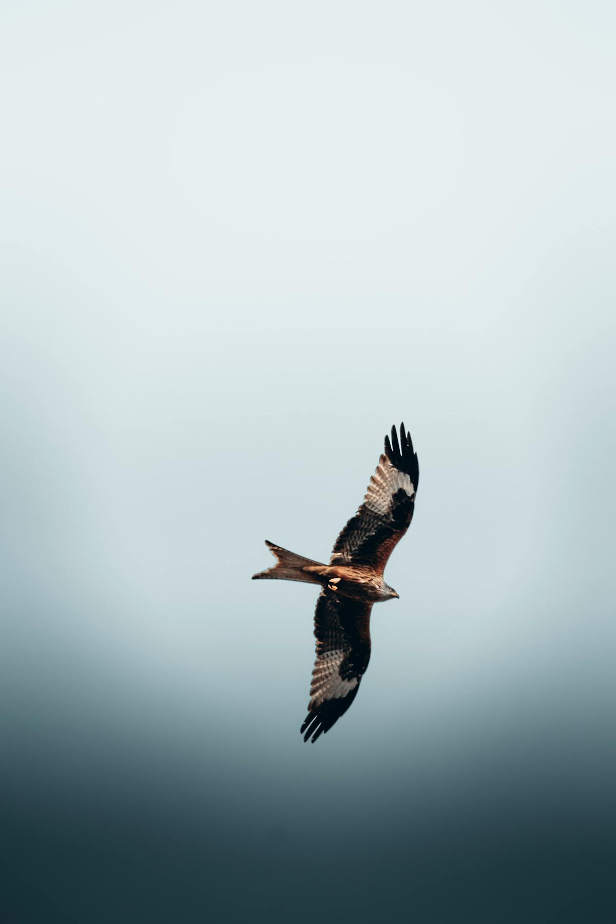 Red Kite Photos, Download The BEST Free Red Kite Stock Photos & HD Images