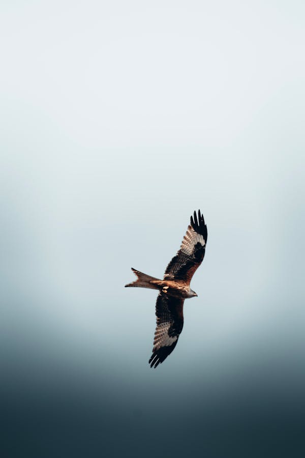 Red Kite Photos, Download The BEST Free Red Kite Stock Photos & HD Images