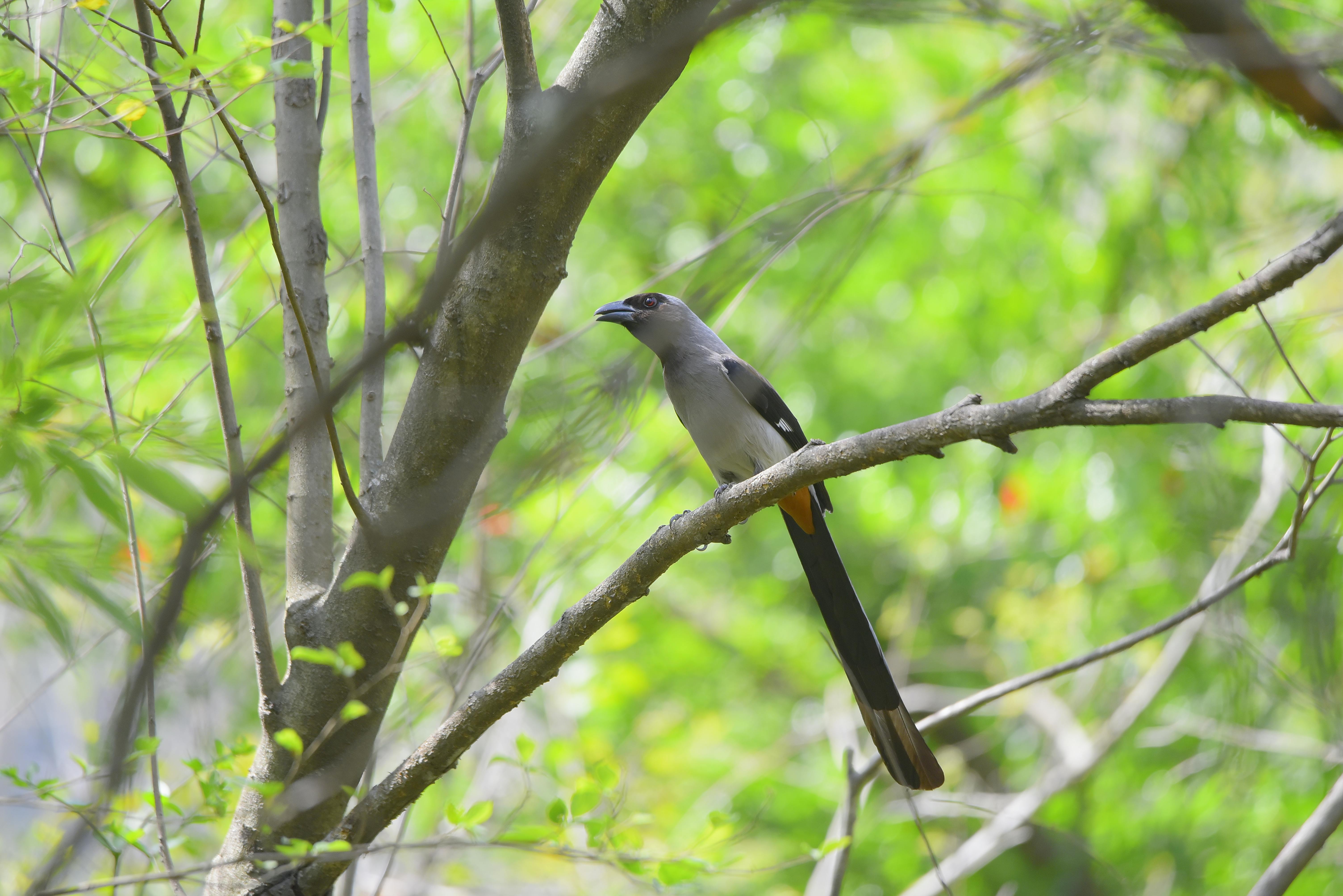 Himalayan Treepie Photos, Download The BEST Free Himalayan Treepie ...