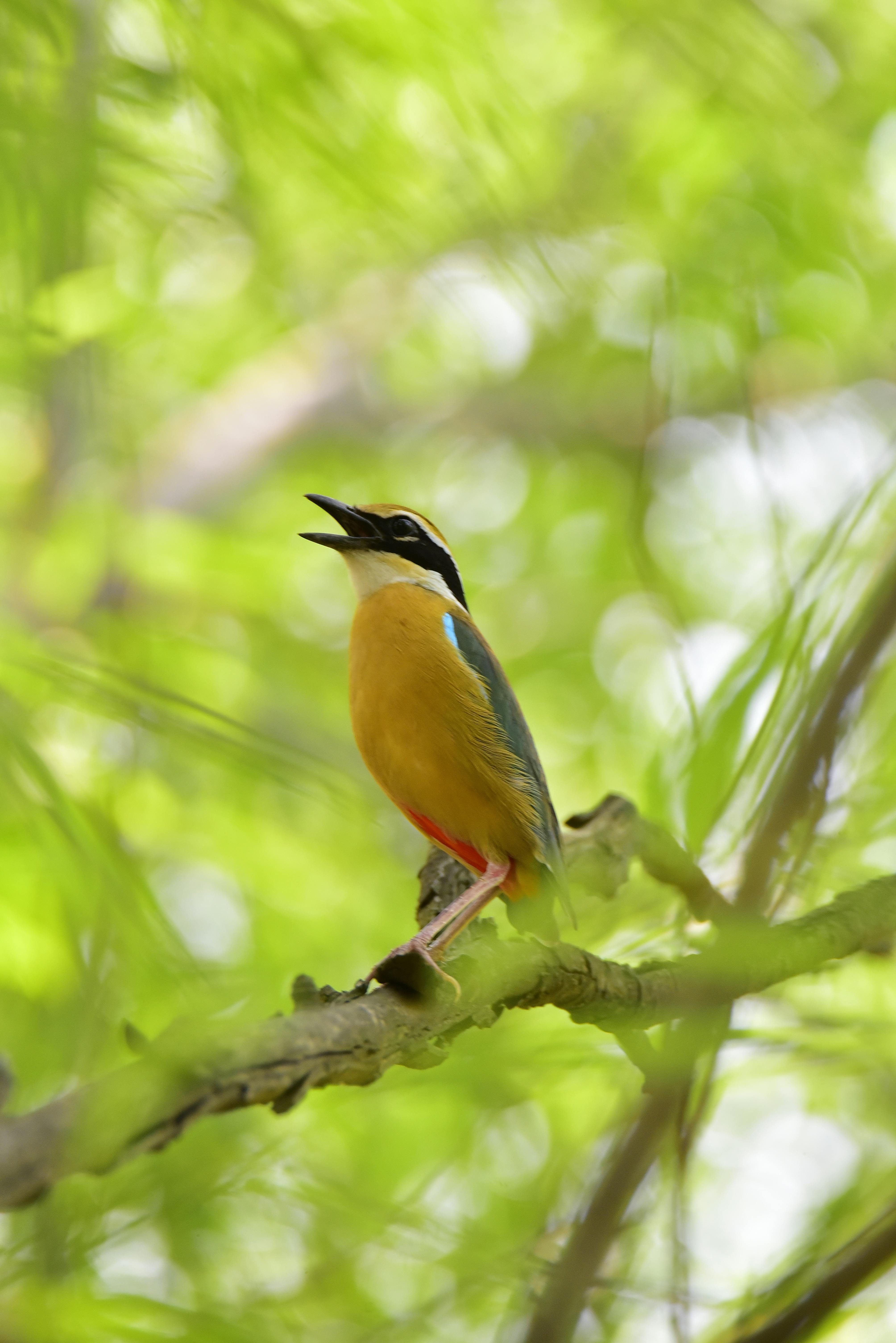 Small Bird Chirping · Free Stock Photo