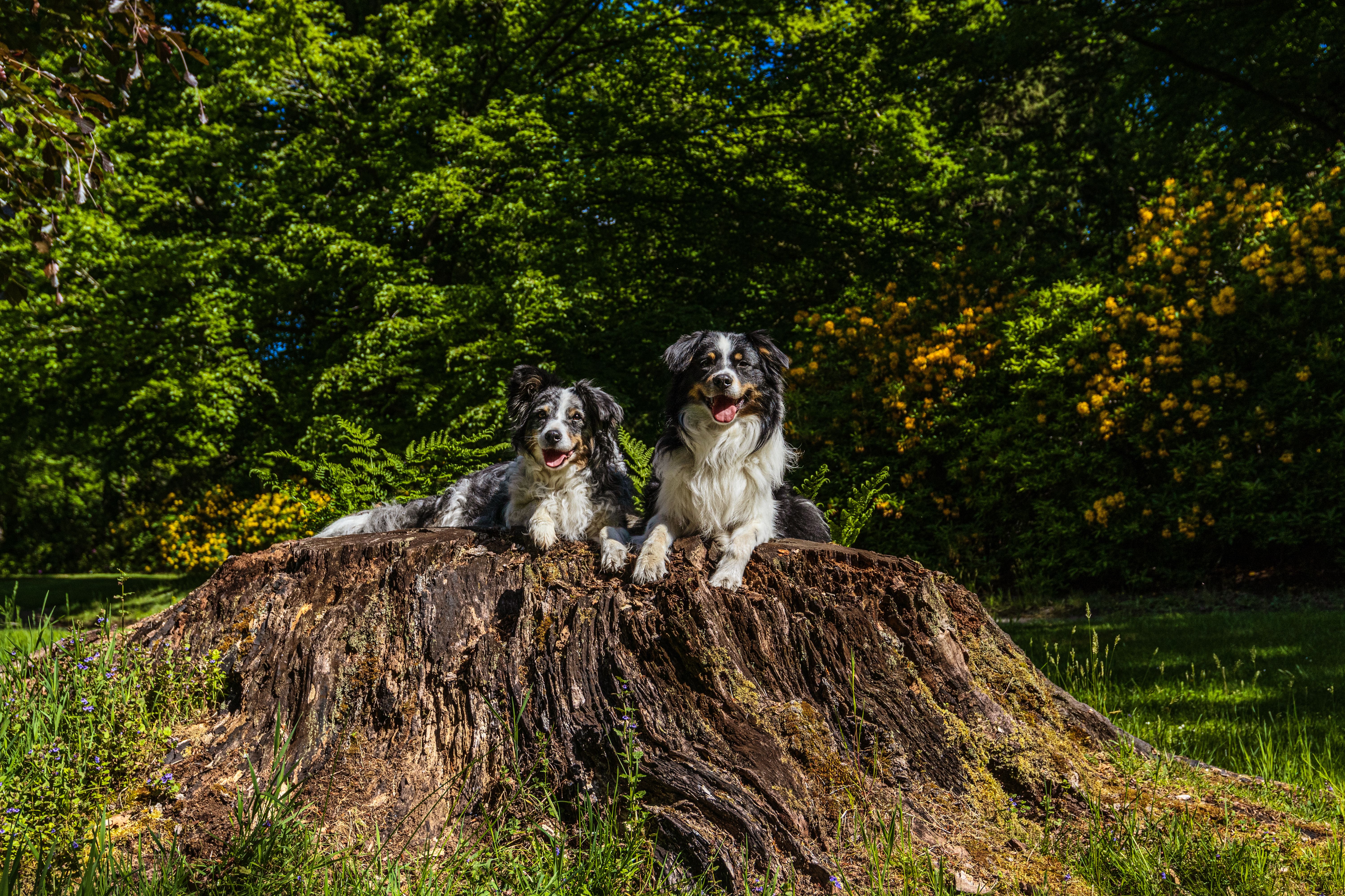 Dogs Lying Down on Tree Trunk · Free Stock Photo