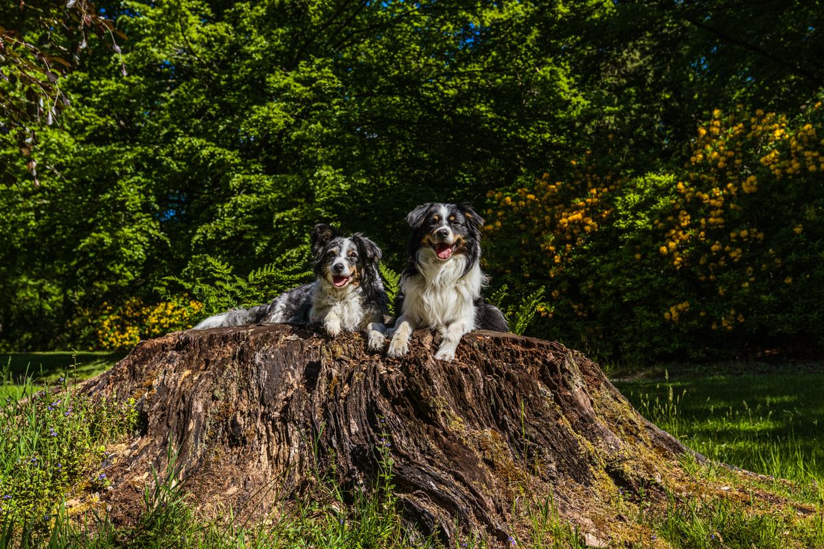 8k Wallpaper Dogs Photos, Download The BEST Free 8k Wallpaper Dogs ...