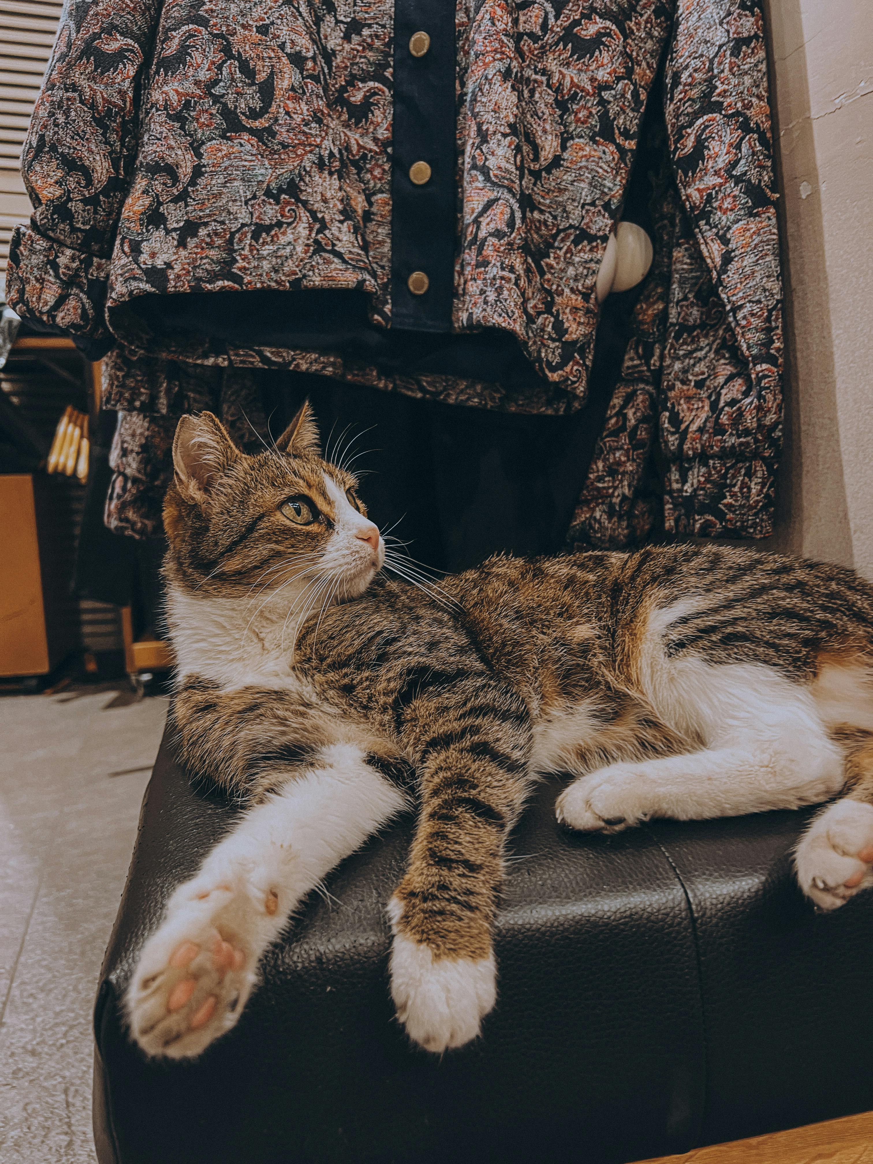 Close up of Cats Together · Free Stock Photo