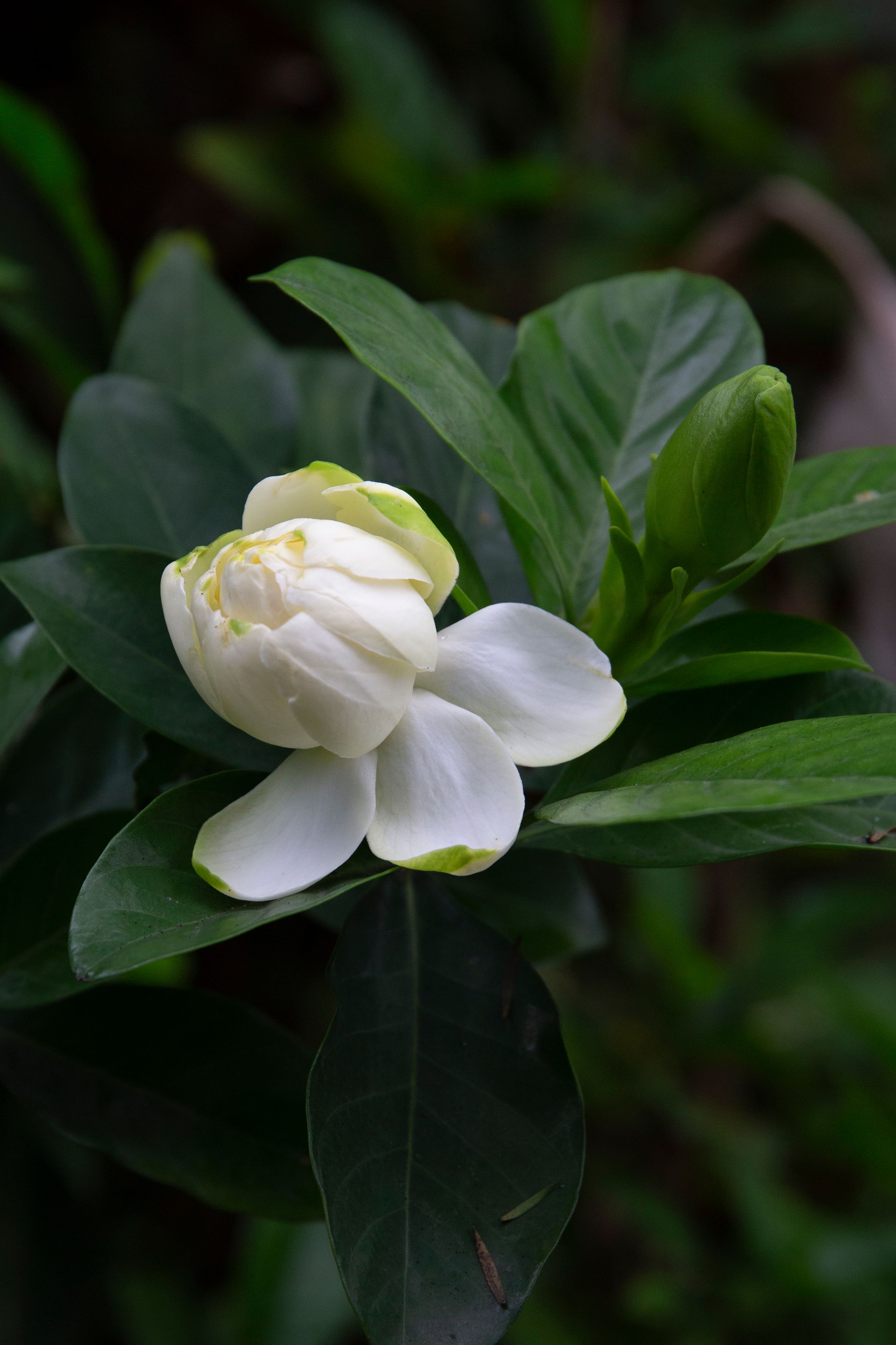 Gardenia Flower Photos, Download The BEST Free Gardenia Flower Stock ...
