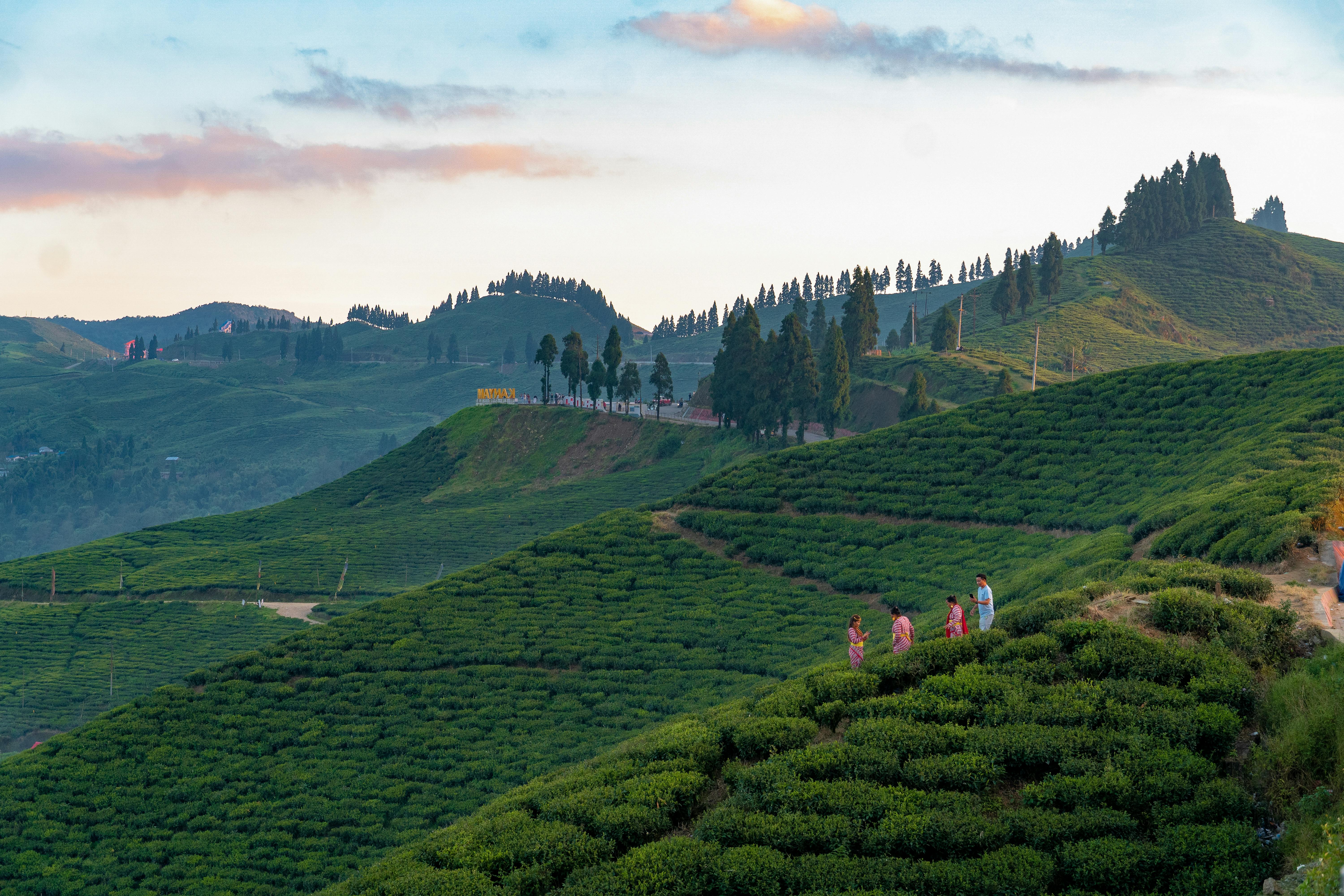 Tea Garden Photos, Download The BEST Free Tea Garden Stock Photos & HD ...