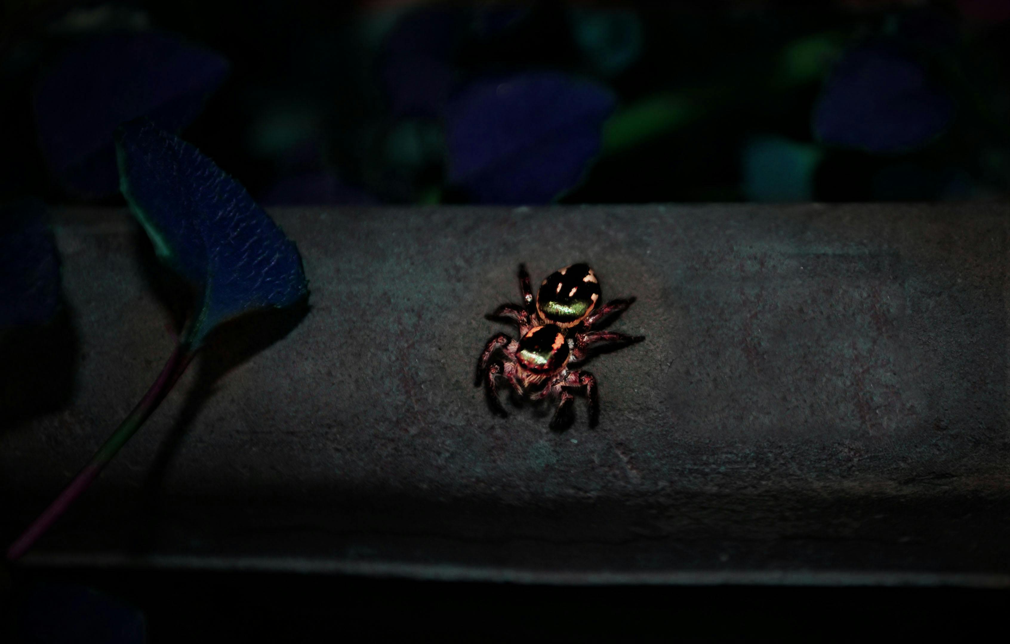 Navindu Shavinda - 사진