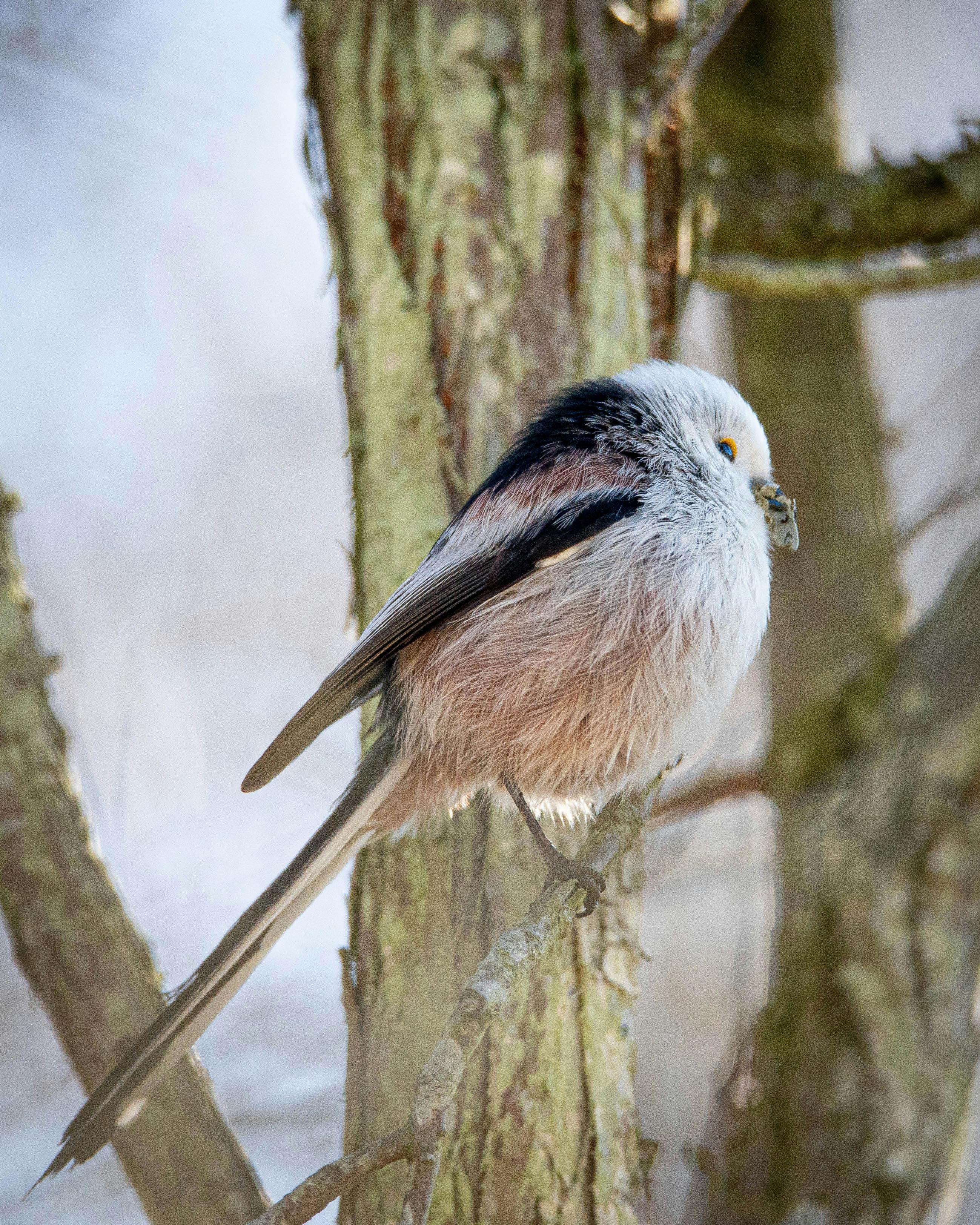 Long-Tailed Tit Bird Perched on a Tree Twig with an Insect in Its Beak ...
