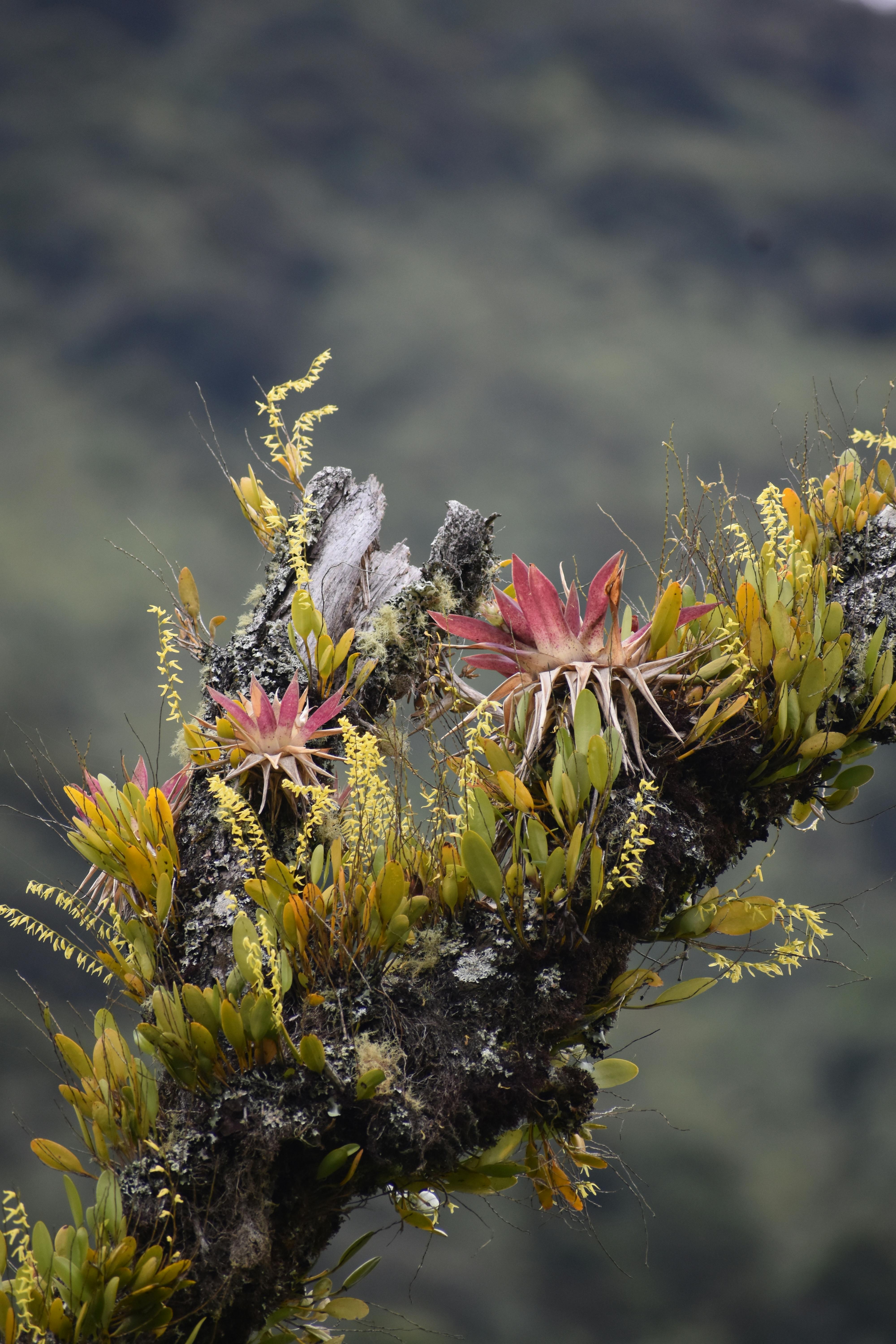 Regar Plantas Photos, Download The BEST Free Regar Plantas Stock Photos ...