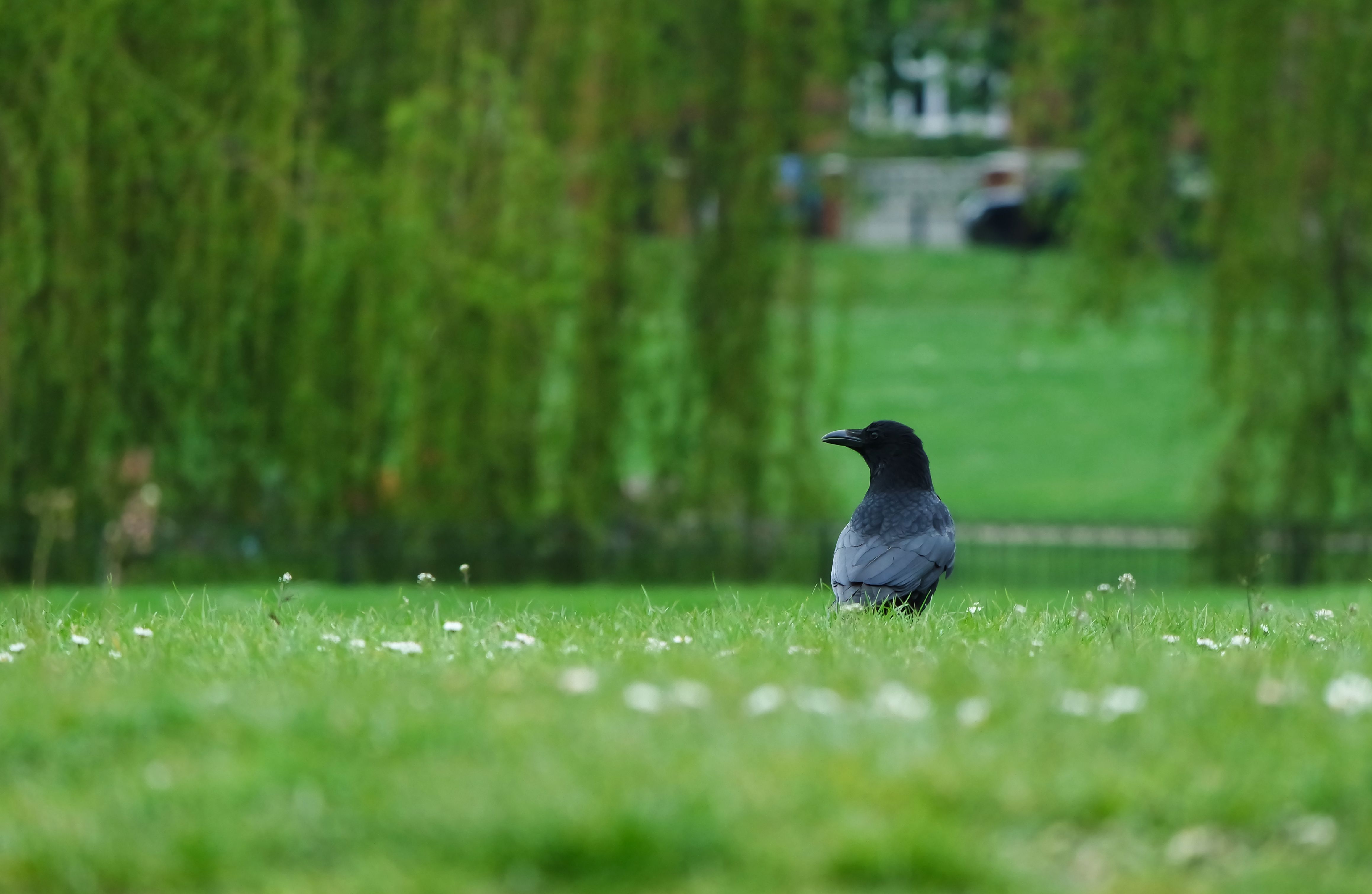 Close-Up Shot of a Crow Standing on a Rock · Free Stock Photo