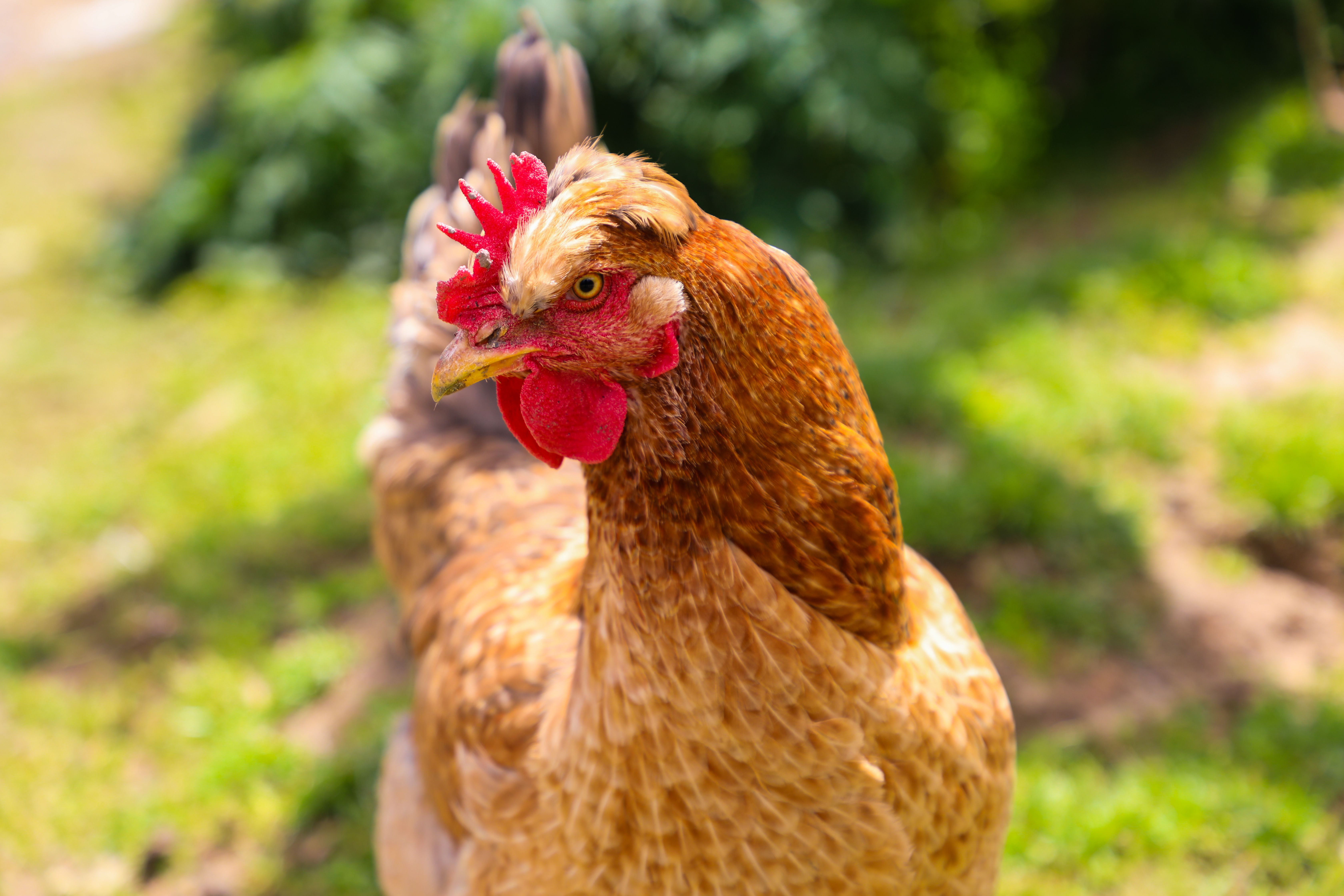 Close-up of a Hen · Free Stock Photo