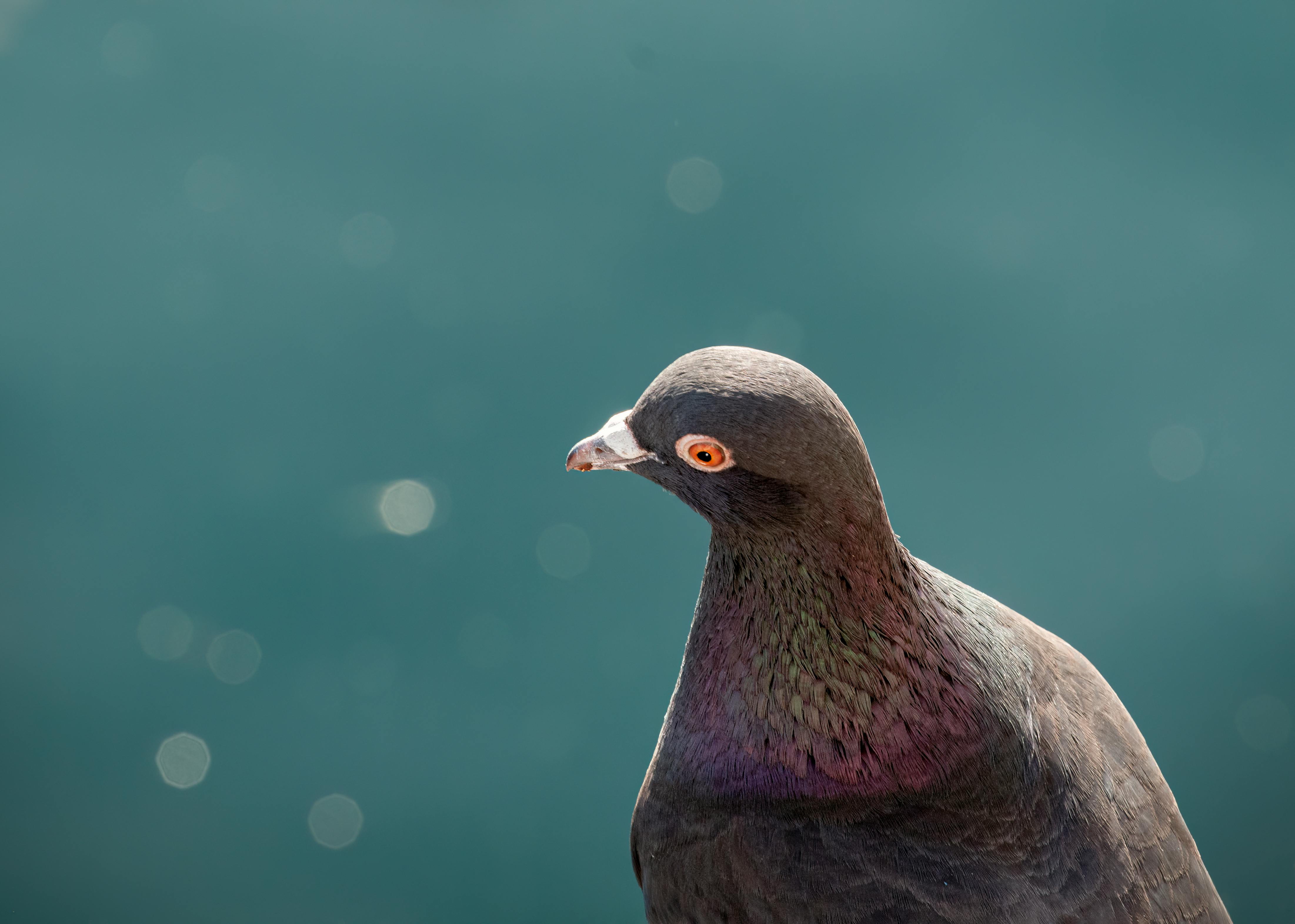 Pigeon Head