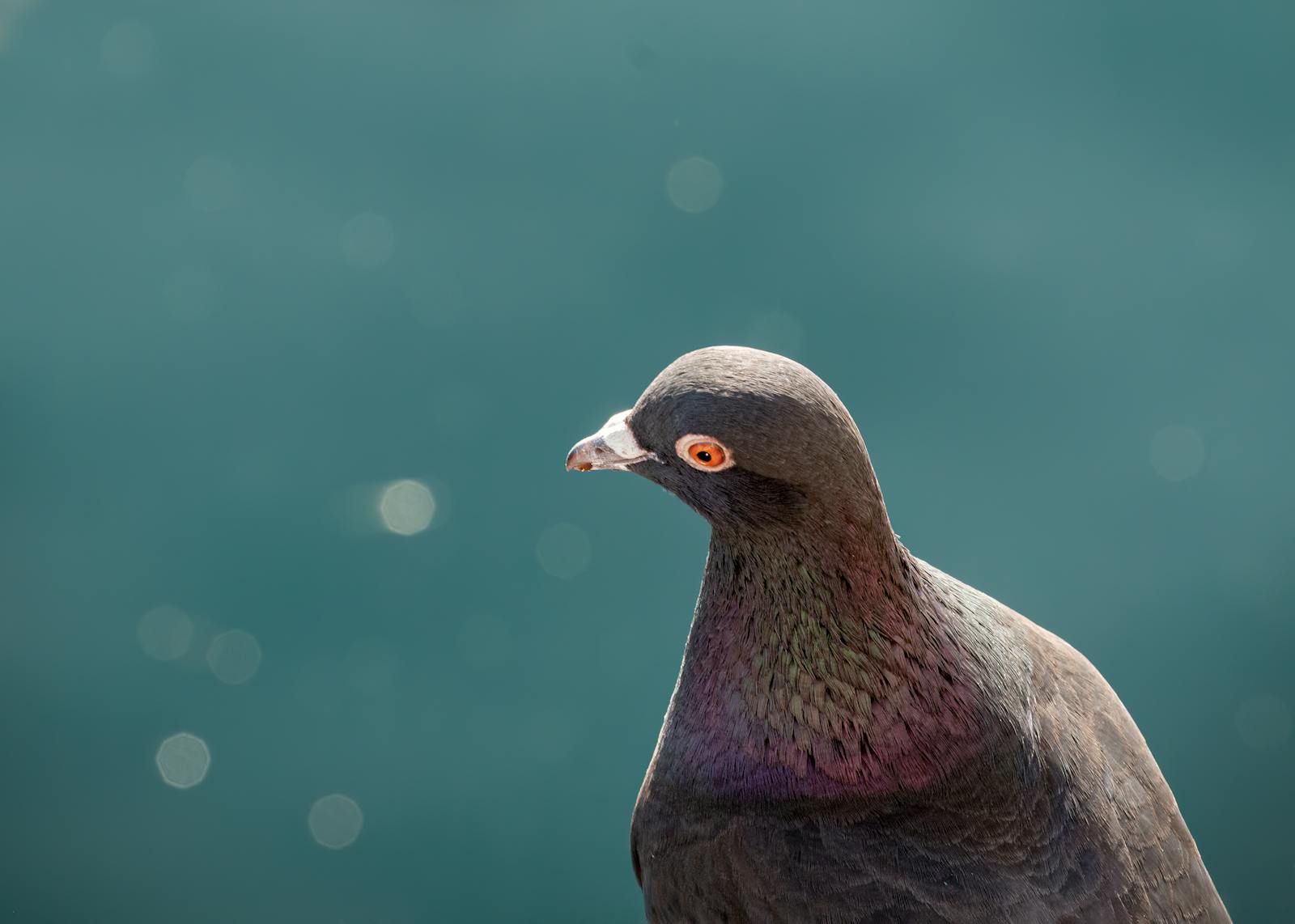 Pigeon Images Photos, Download The BEST Free Pigeon Images Stock Photos ...