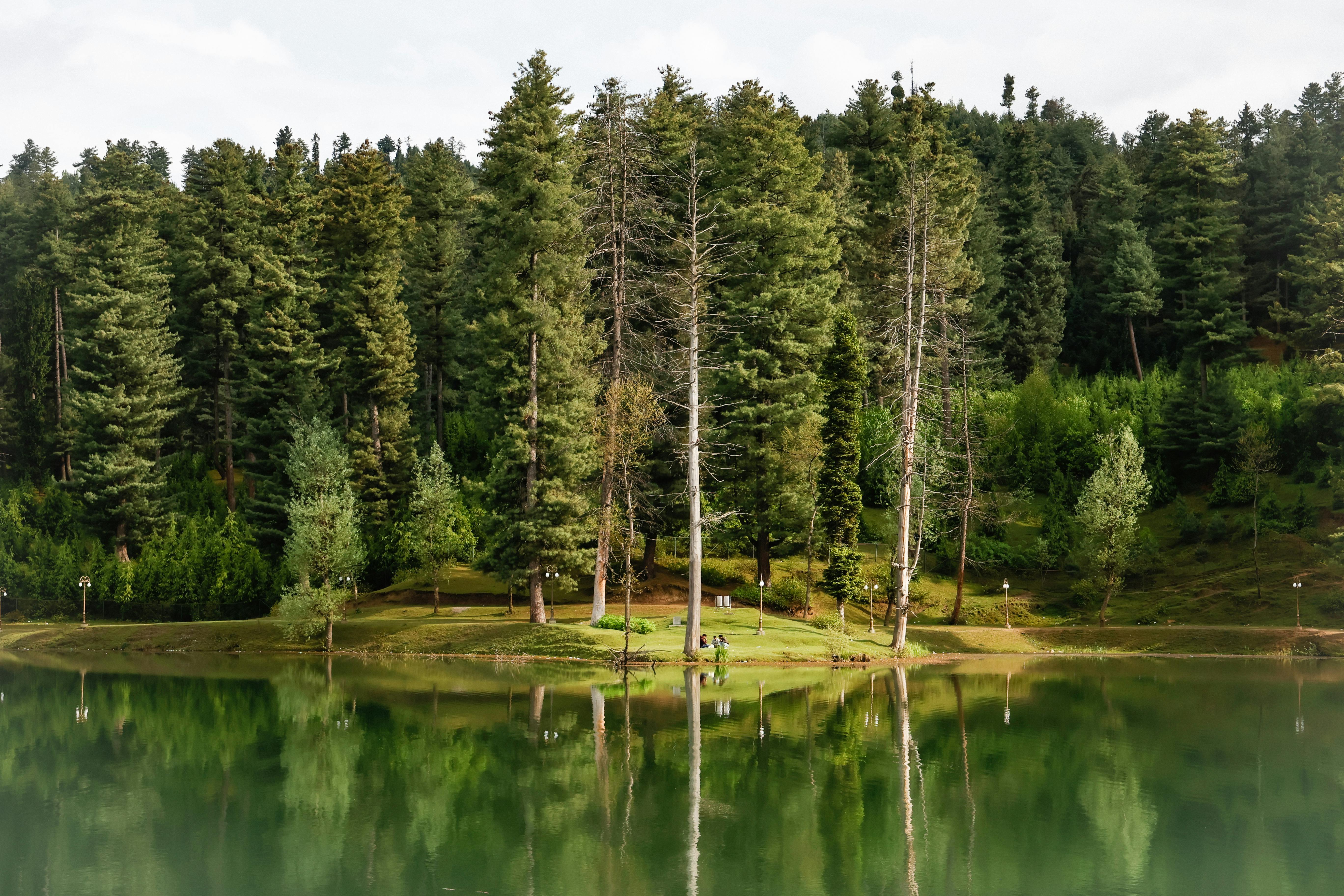 Pine Trees Reflecting in a Lake · Free Stock Photo