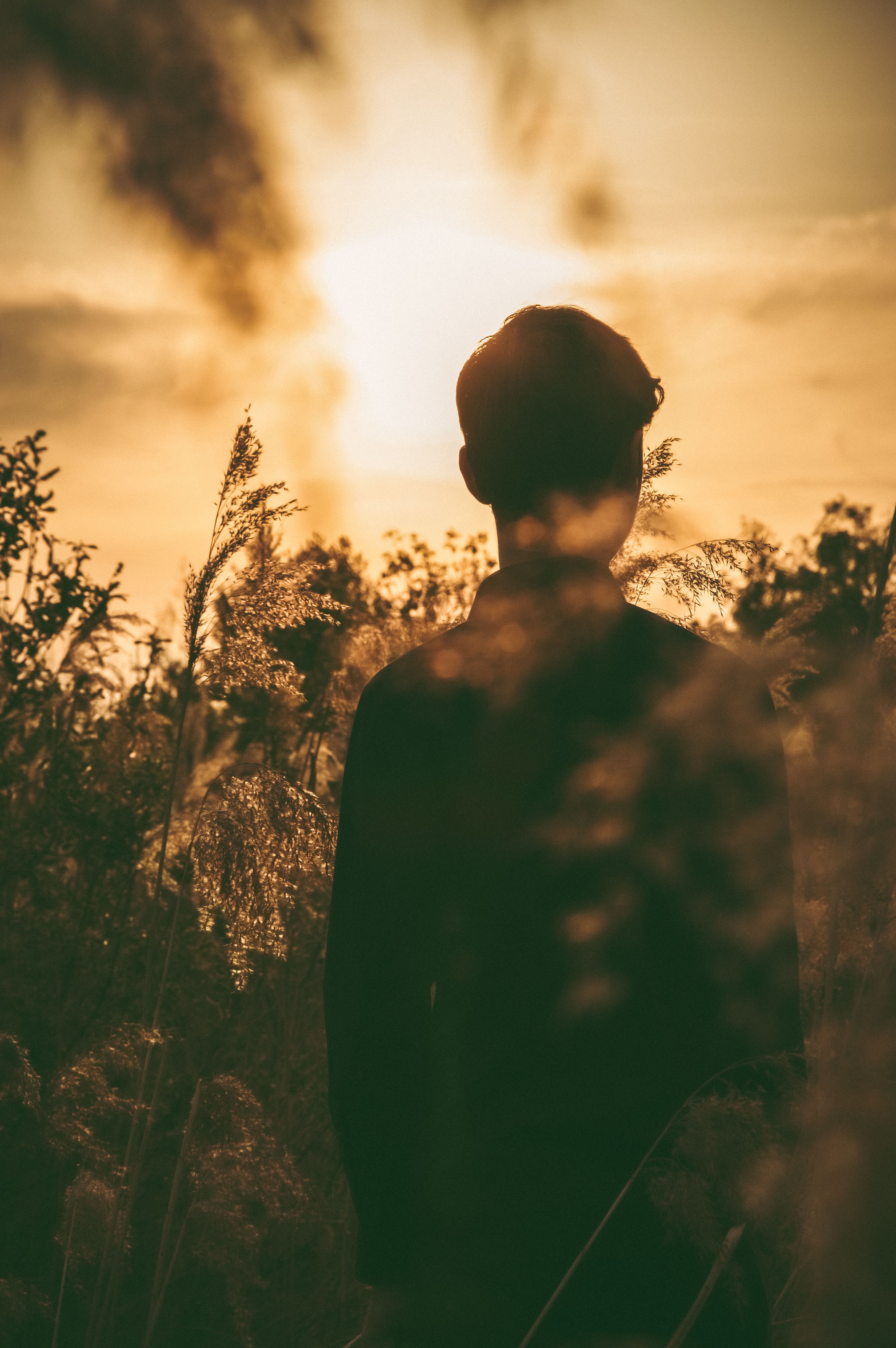 Plants around Man Standing in Sunset Sunlight · Free Stock Photo
