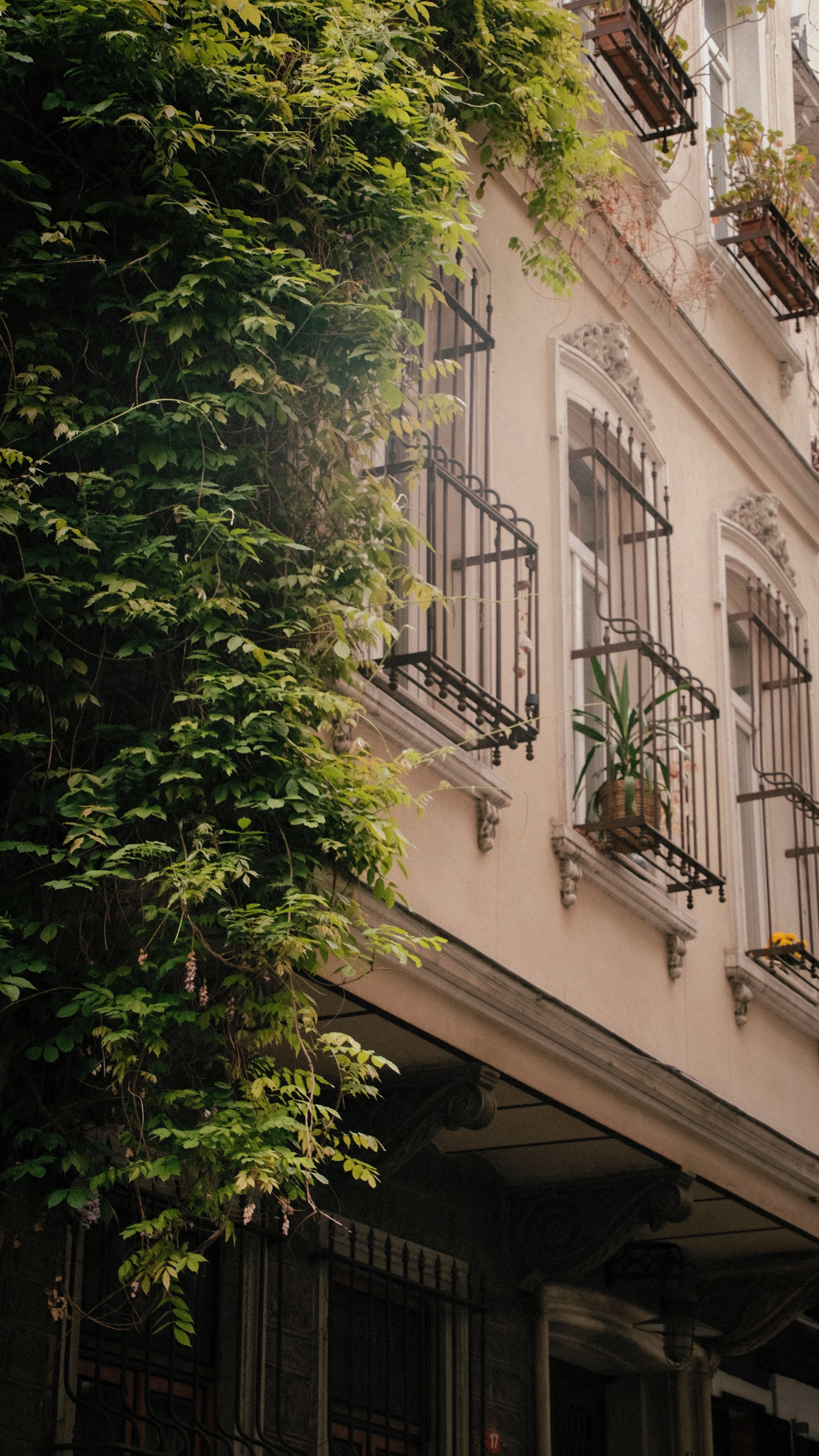 Clinging Plant and Metal Bars in Windows of Townhouse · Free Stock Photo
