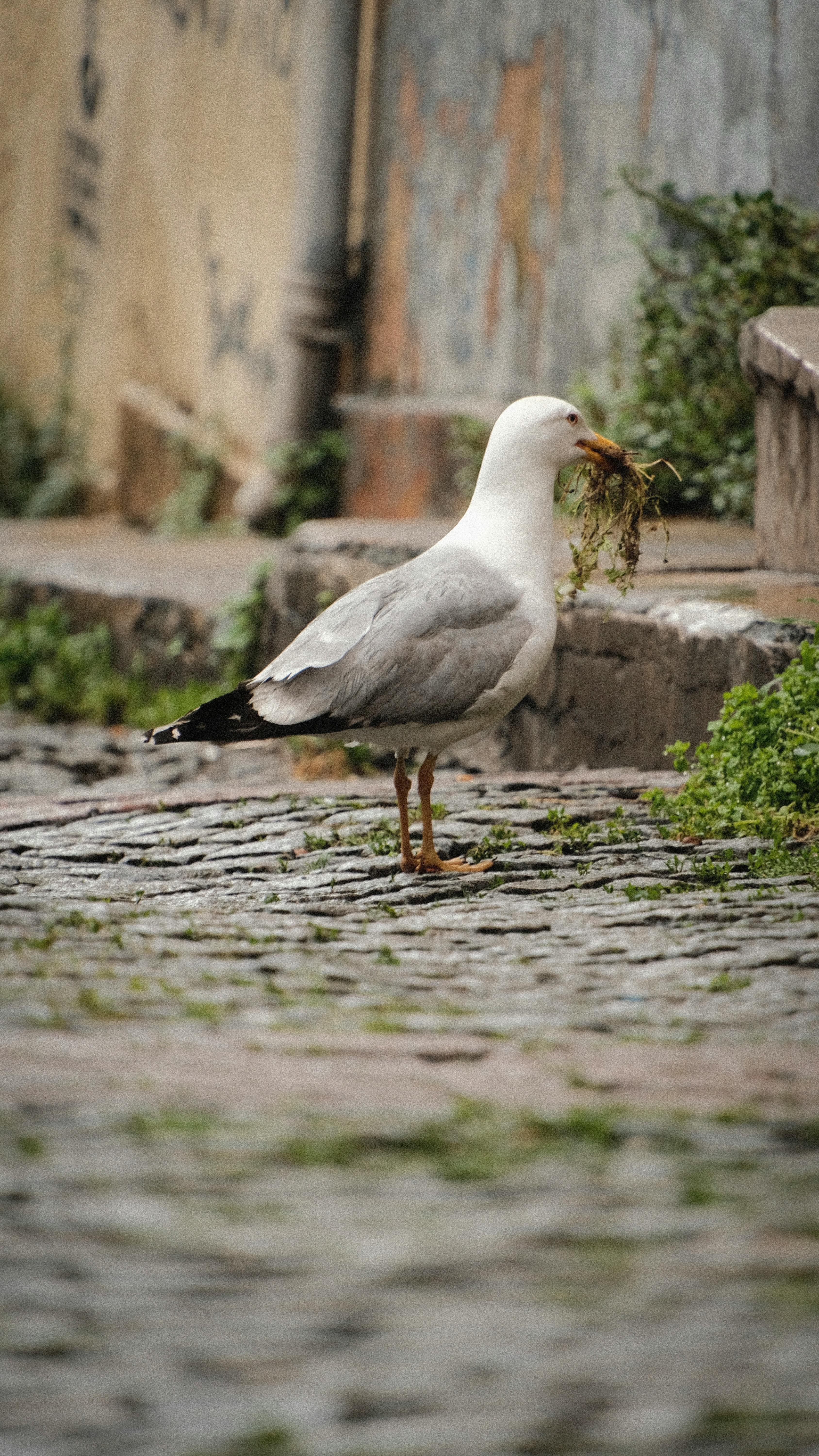 Seagull Standing on a Street · Free Stock Photo
