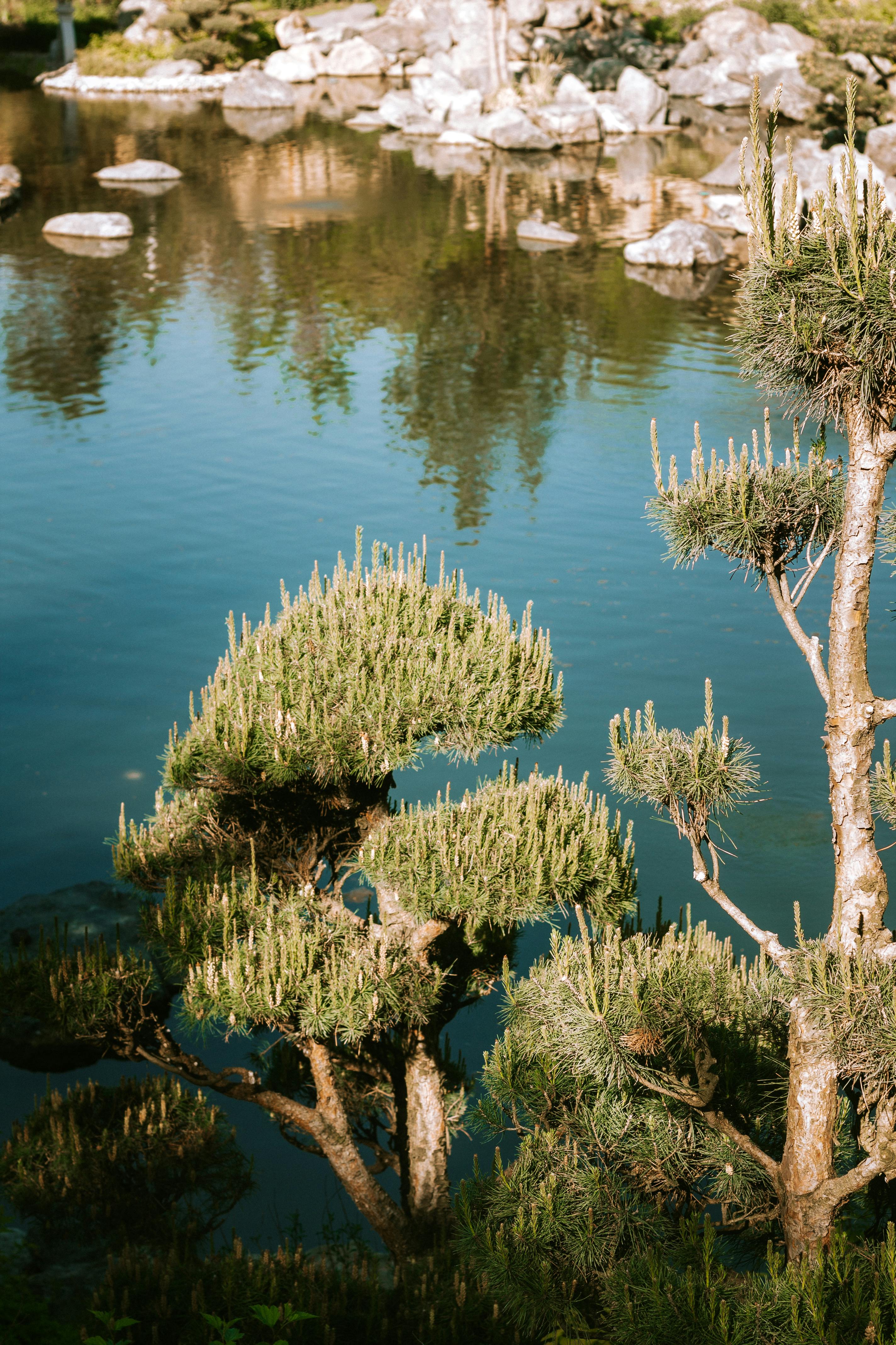 Calm Tree Photos, Download The BEST Free Calm Tree Stock Photos & HD Images