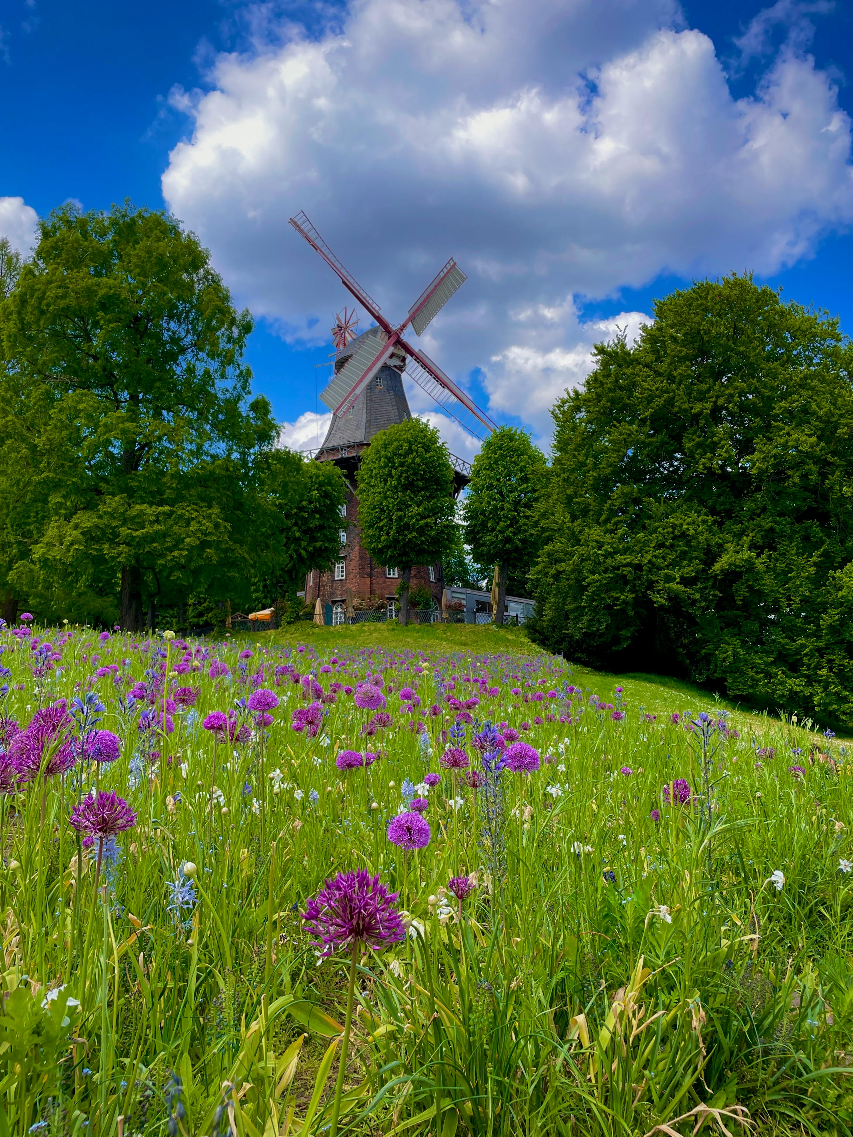 Purple Windmill Photos, Download The BEST Free Purple Windmill Stock ...