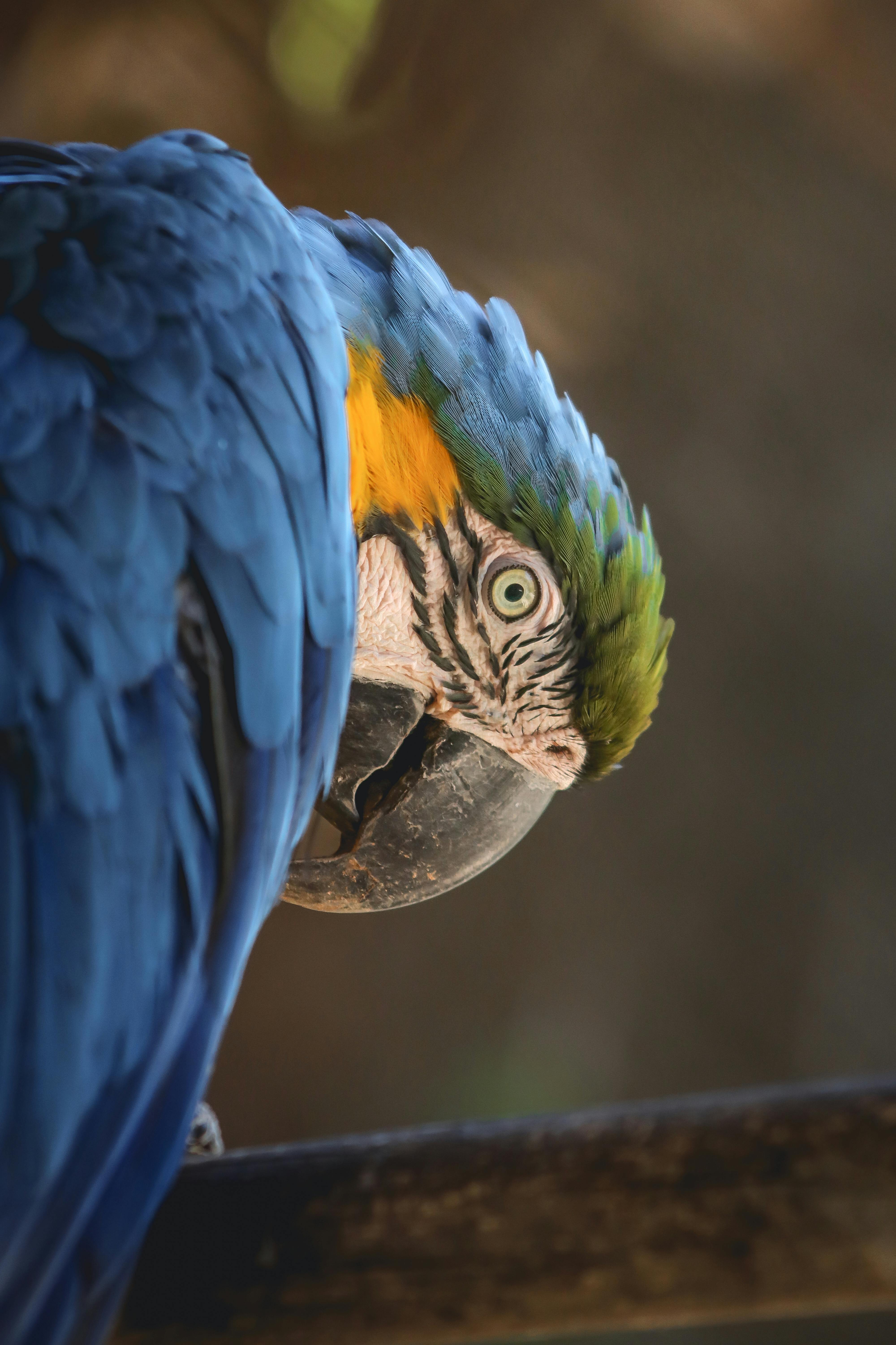 Blue Macaw Parrot · Free Stock Photo