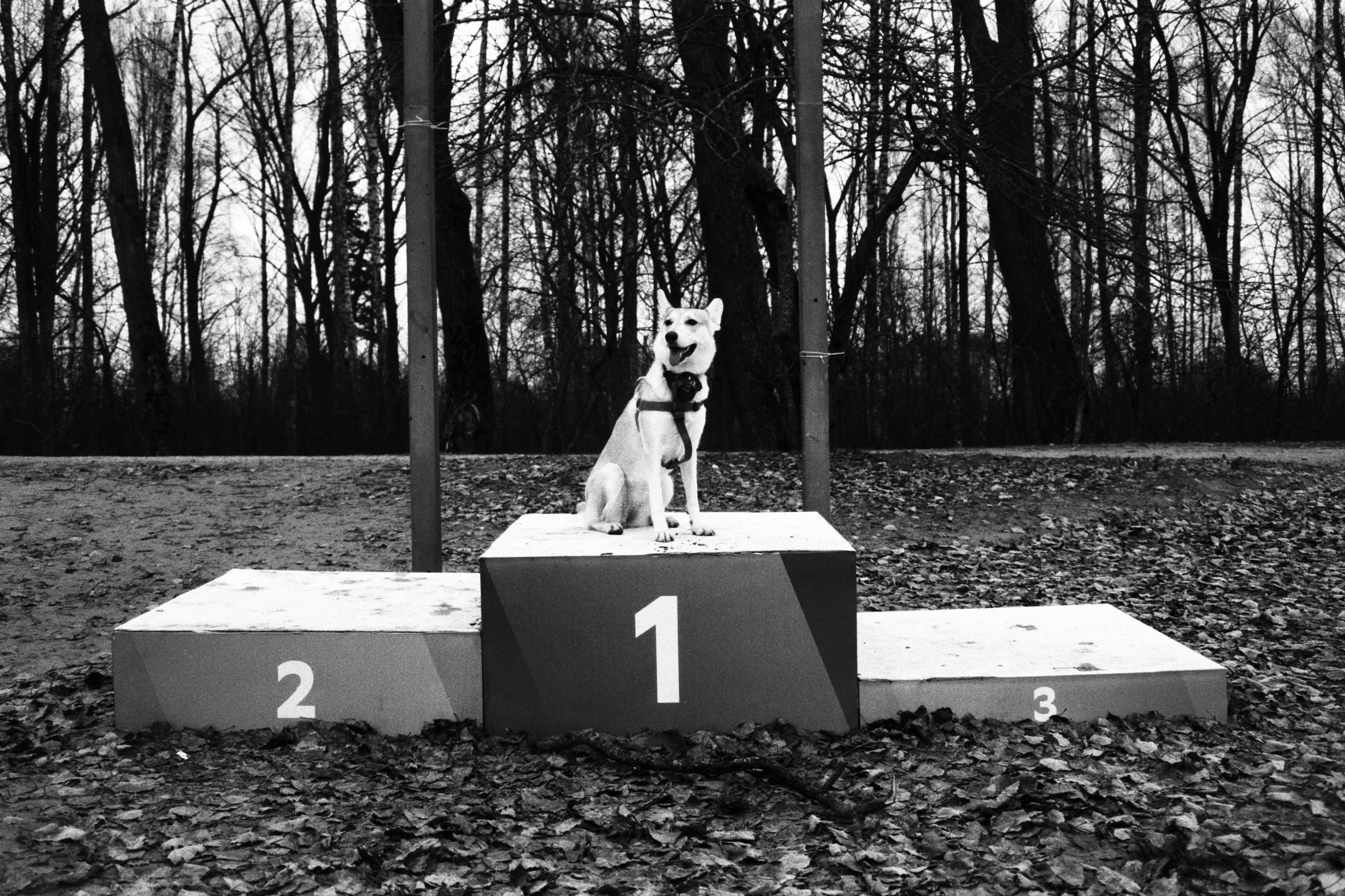 Dog Sitting on Podium in Black and White · Free Stock Photo