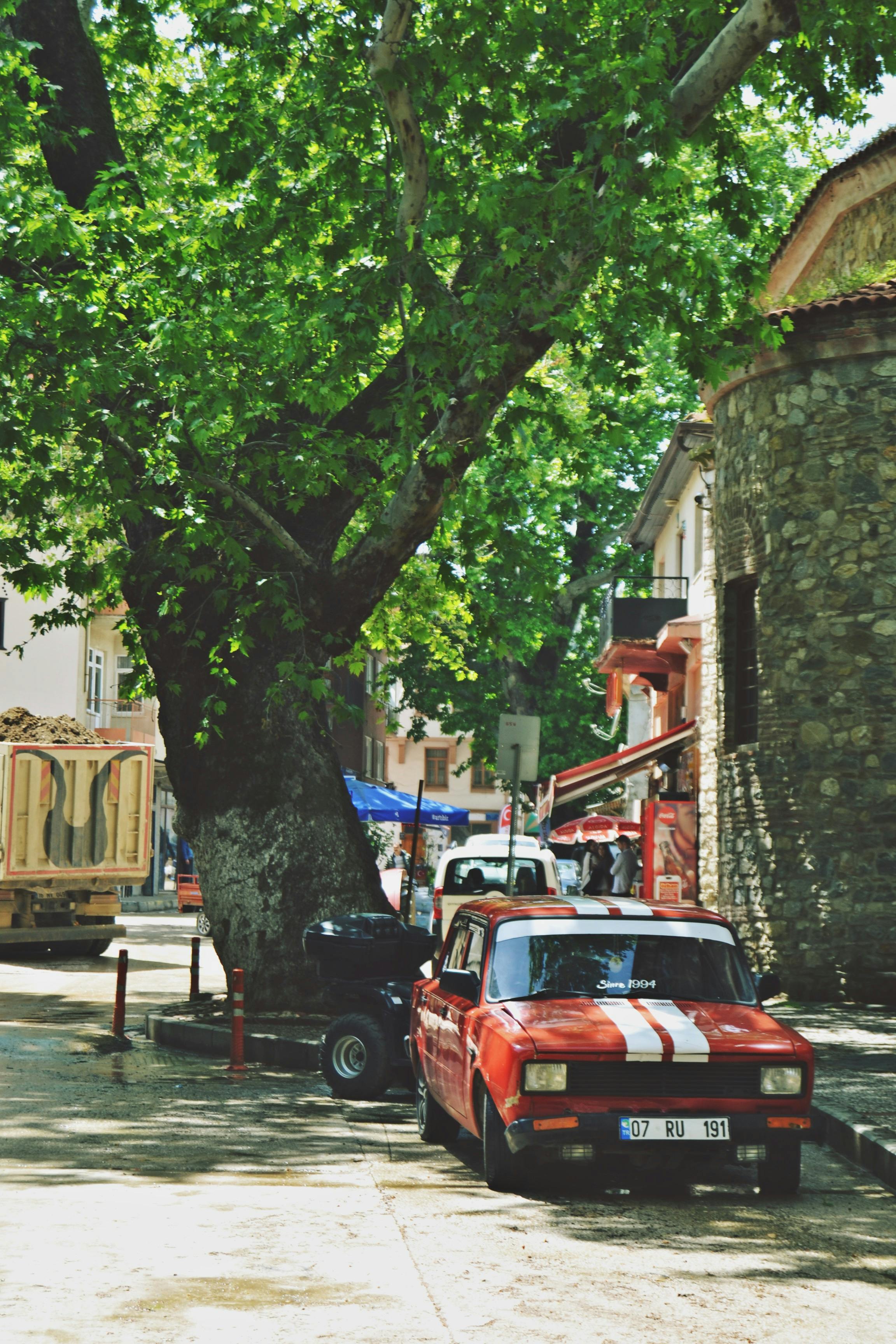 Car Parked Next to Big Tree on Street · Free Stock Photo