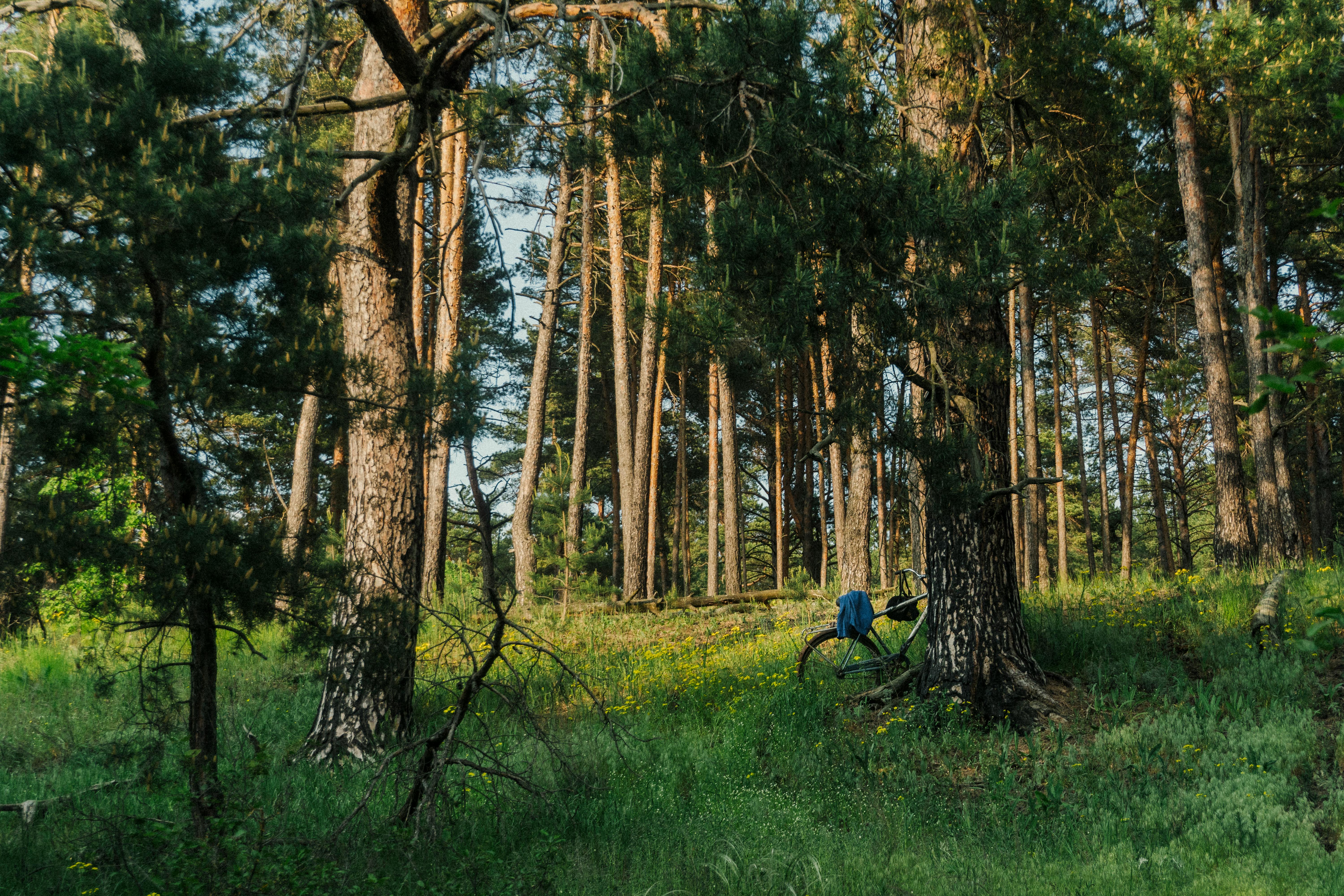 Bike Parked under a Tree in the Forest · Free Stock Photo