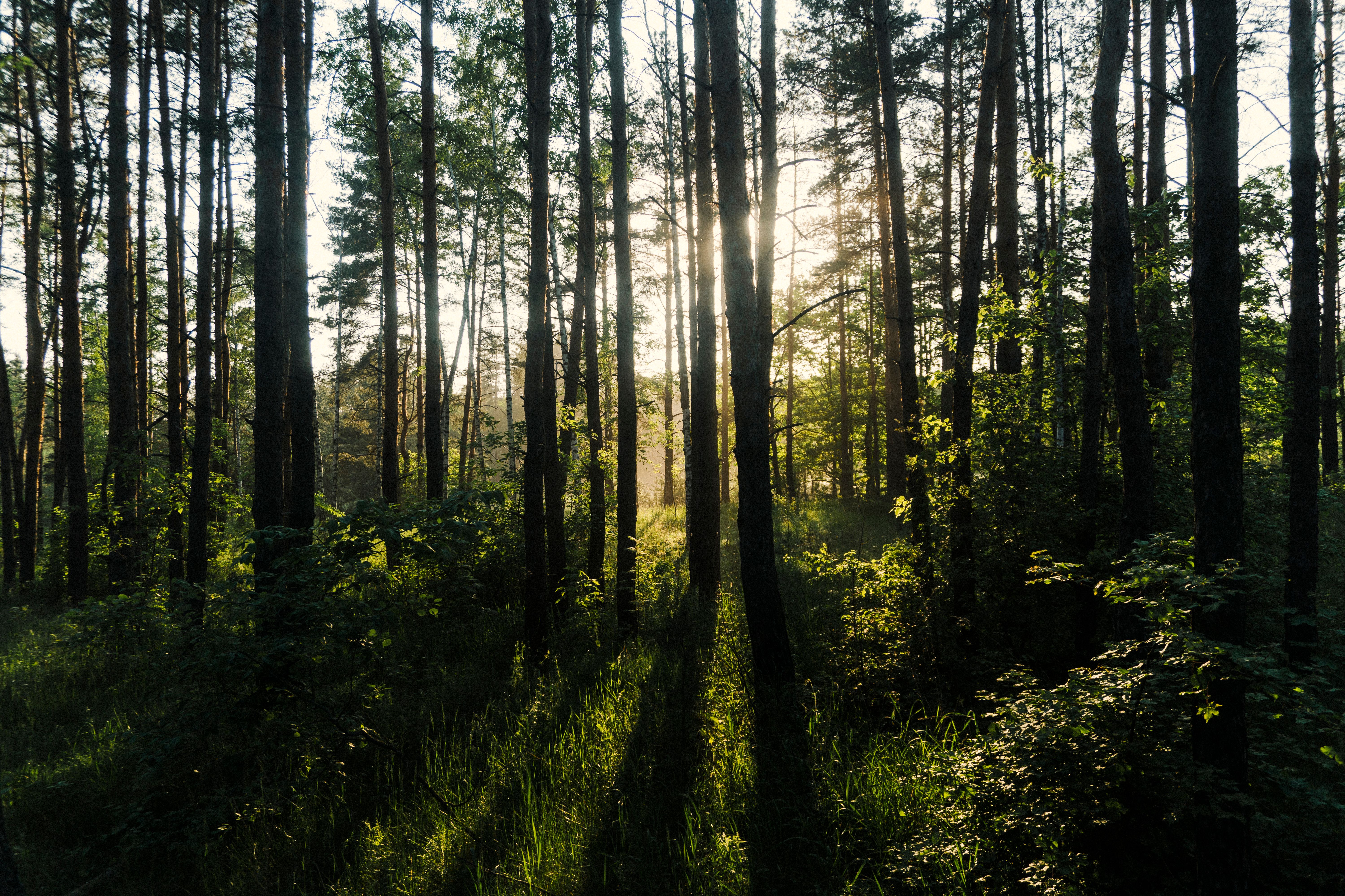 Sunlight over Trees in Forest at Sunset · Free Stock Photo