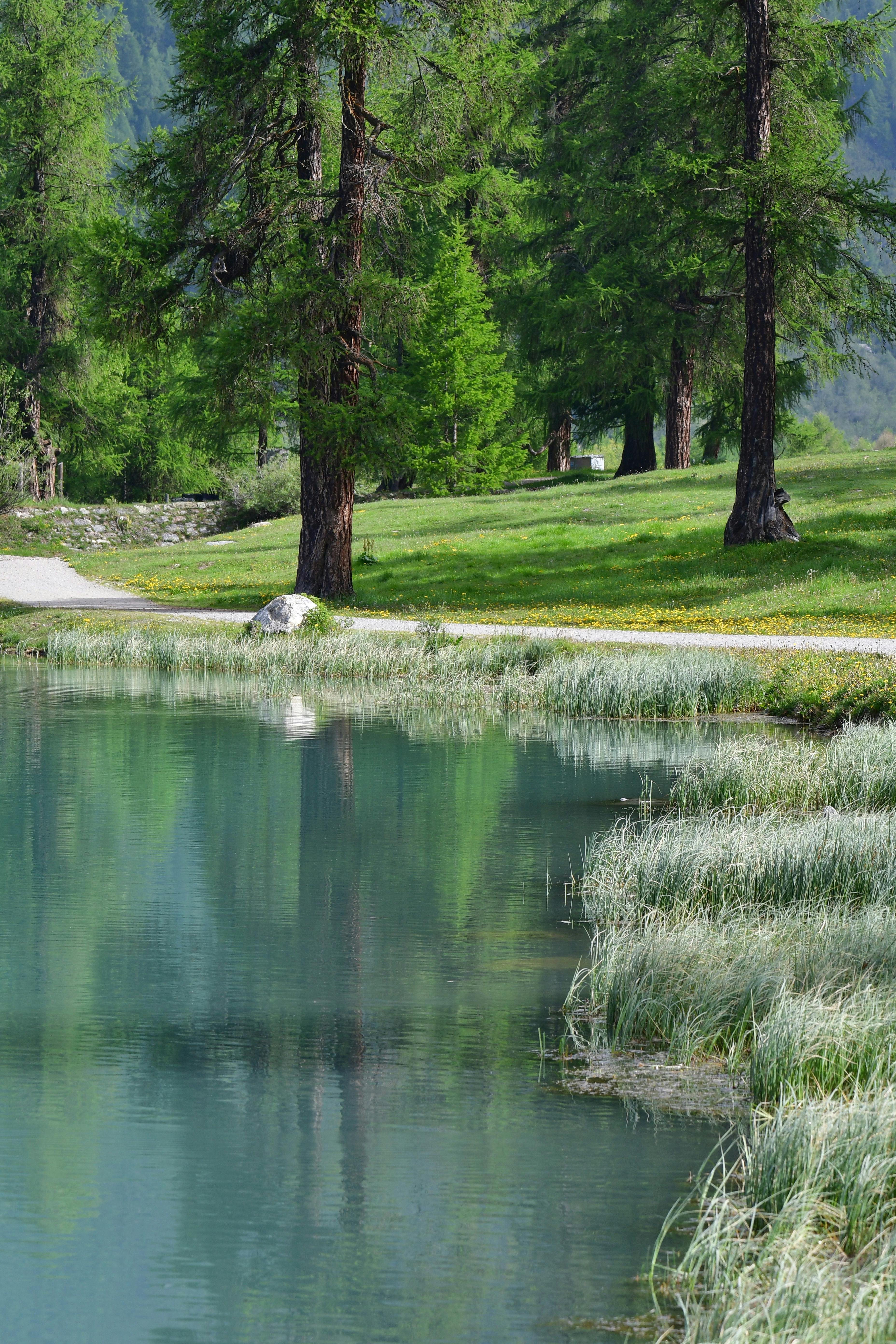 Sunlit Lake and Trees in Park · Free Stock Photo