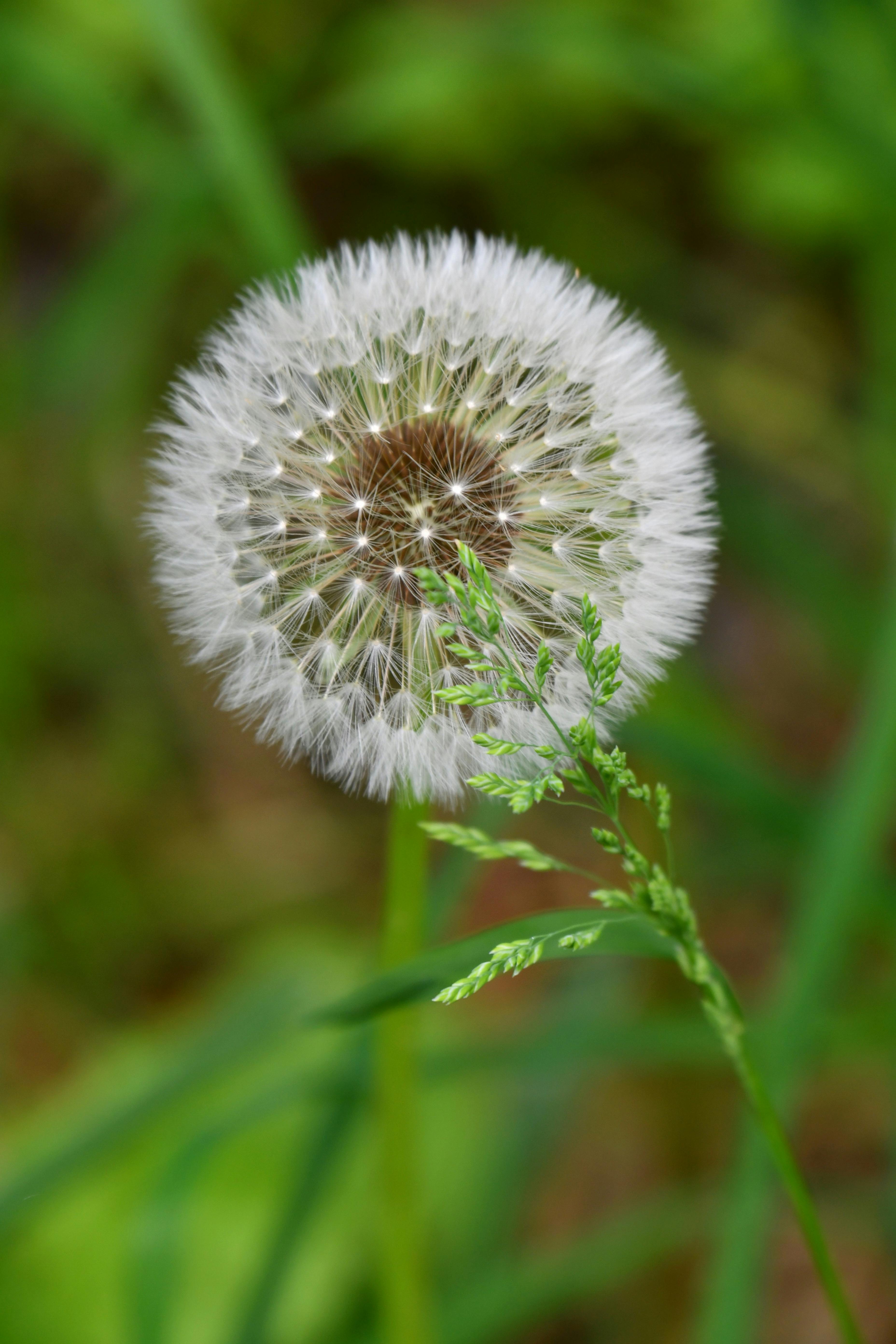 Close Up Photo of Dandelion · Free Stock Photo