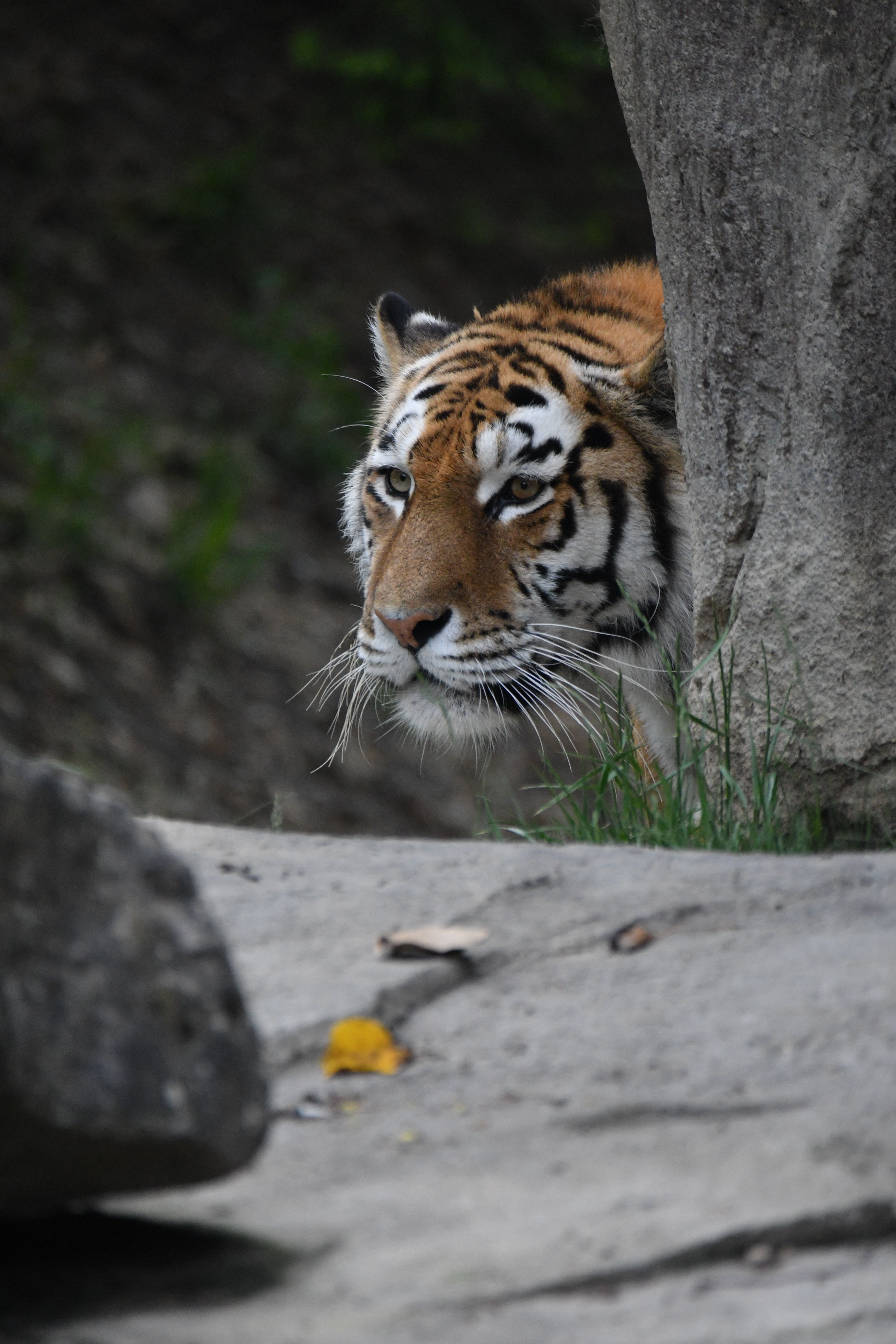 Head of Tiger · Free Stock Photo