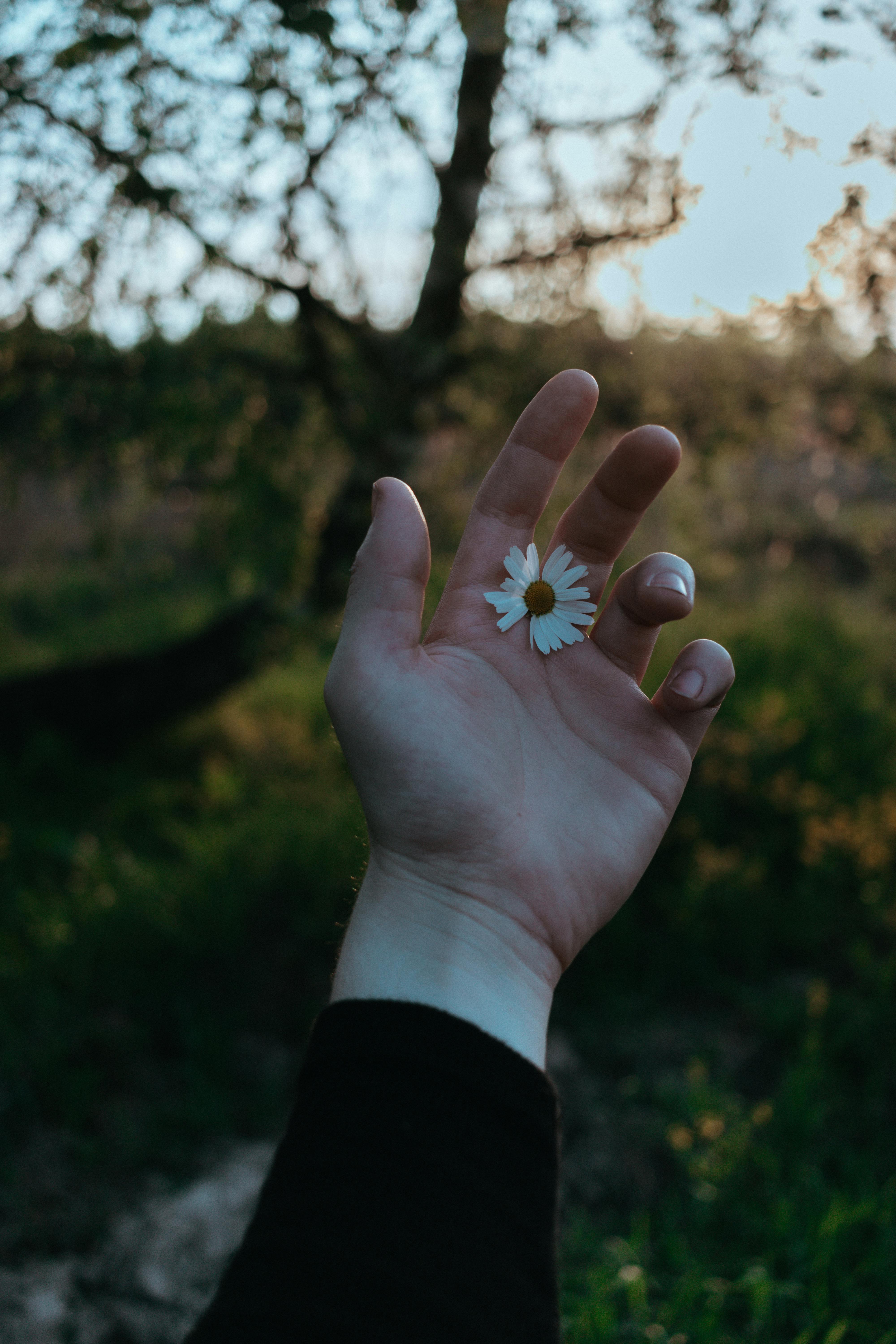 Hand Holding Daisy · Free Stock Photo
