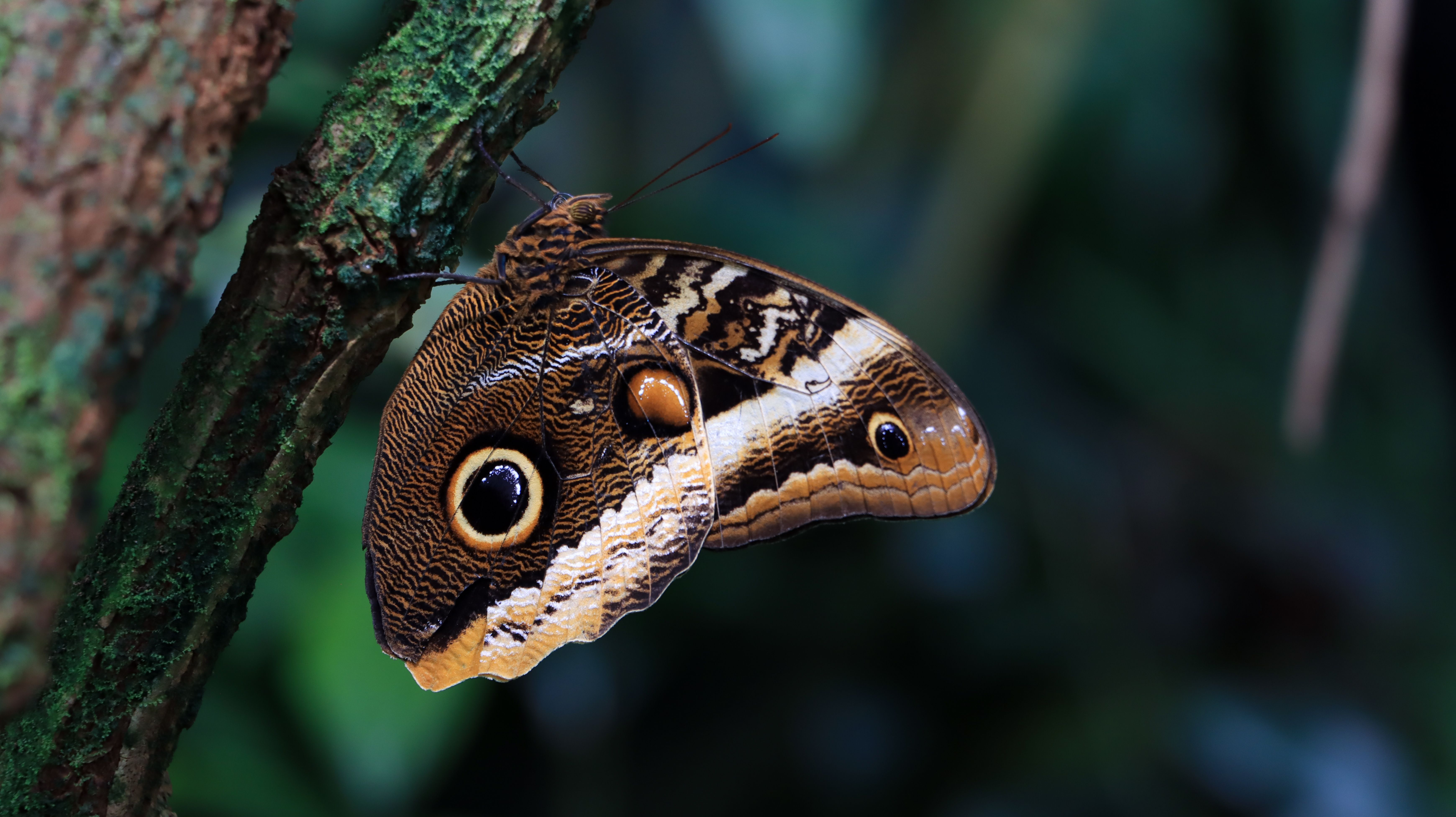 Brown Butterfly in Nature · Free Stock Photo