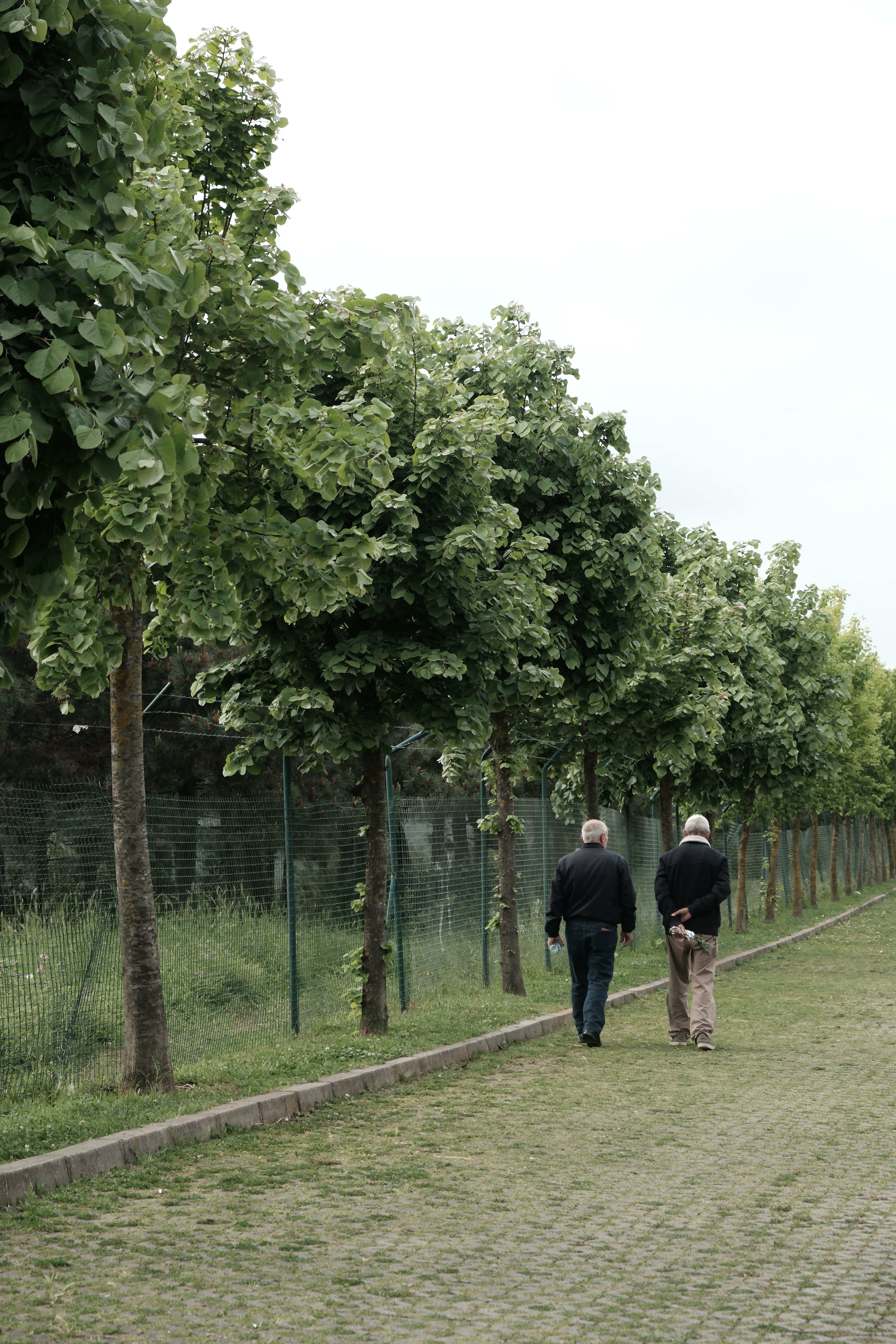 Elderly Men Walking near Trees · Free Stock Photo
