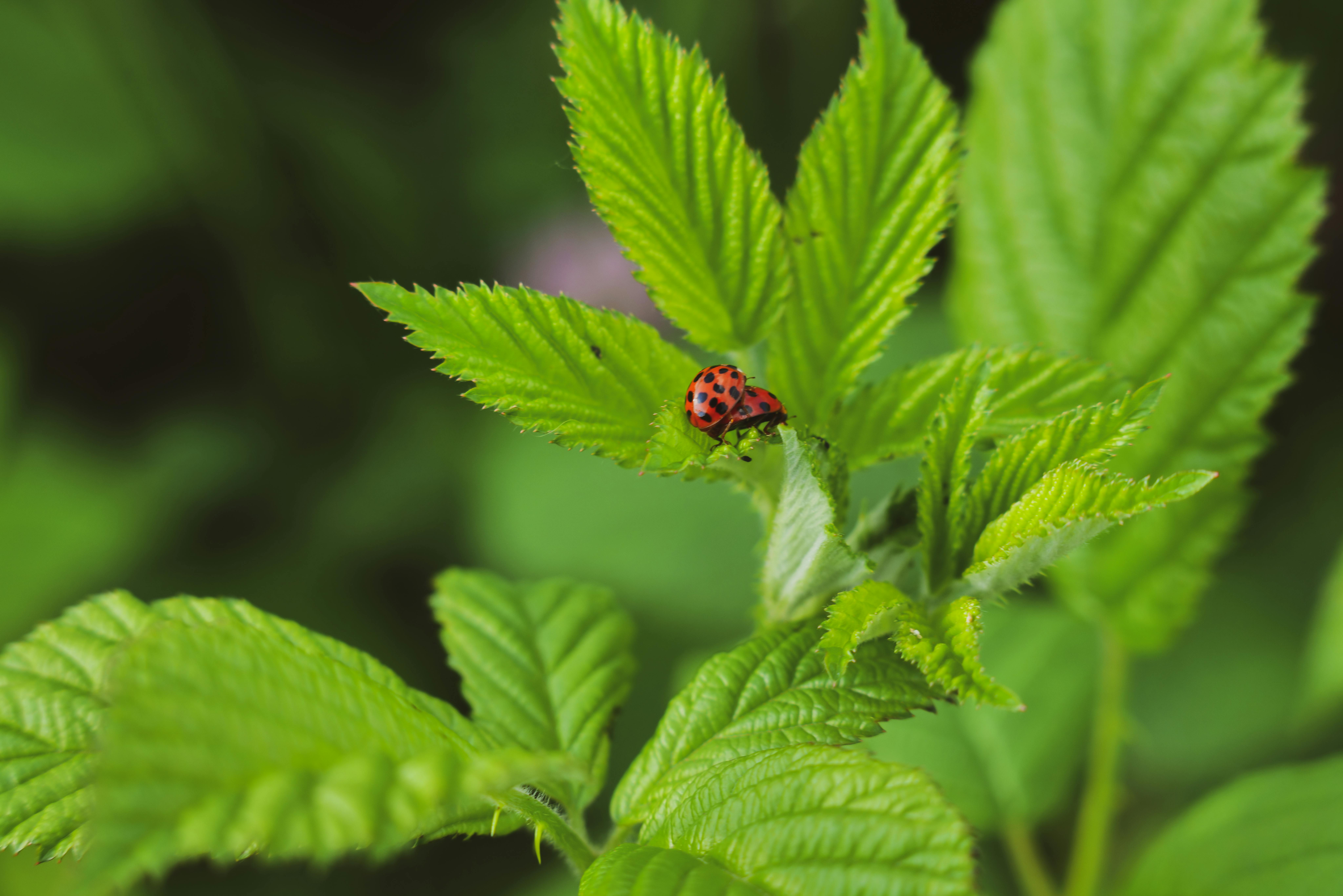 Ladybugs Sitting on Raspberry Leaf · Free Stock Photo