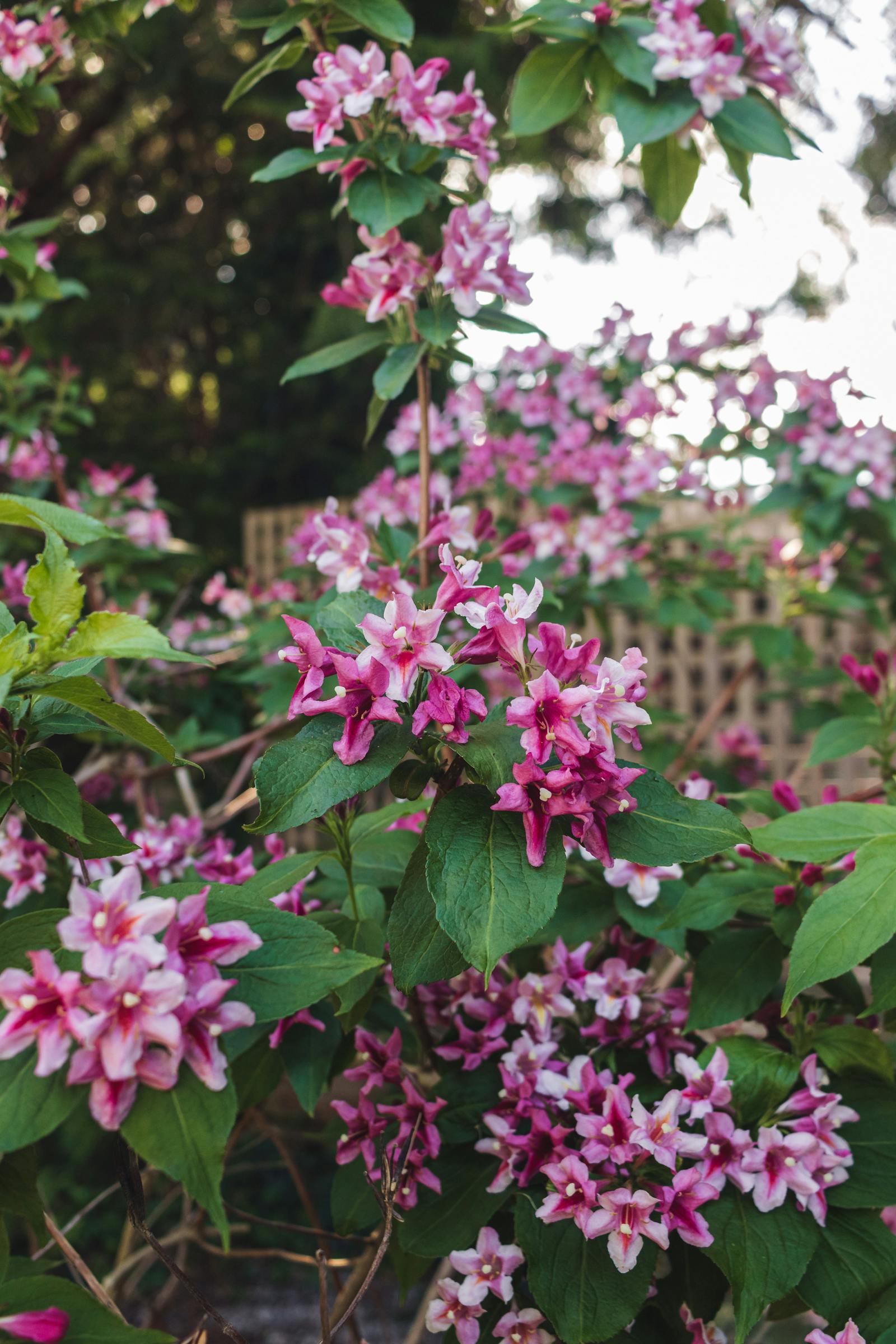 Weigela Photos, Download The BEST Free Weigela Stock Photos & HD Images