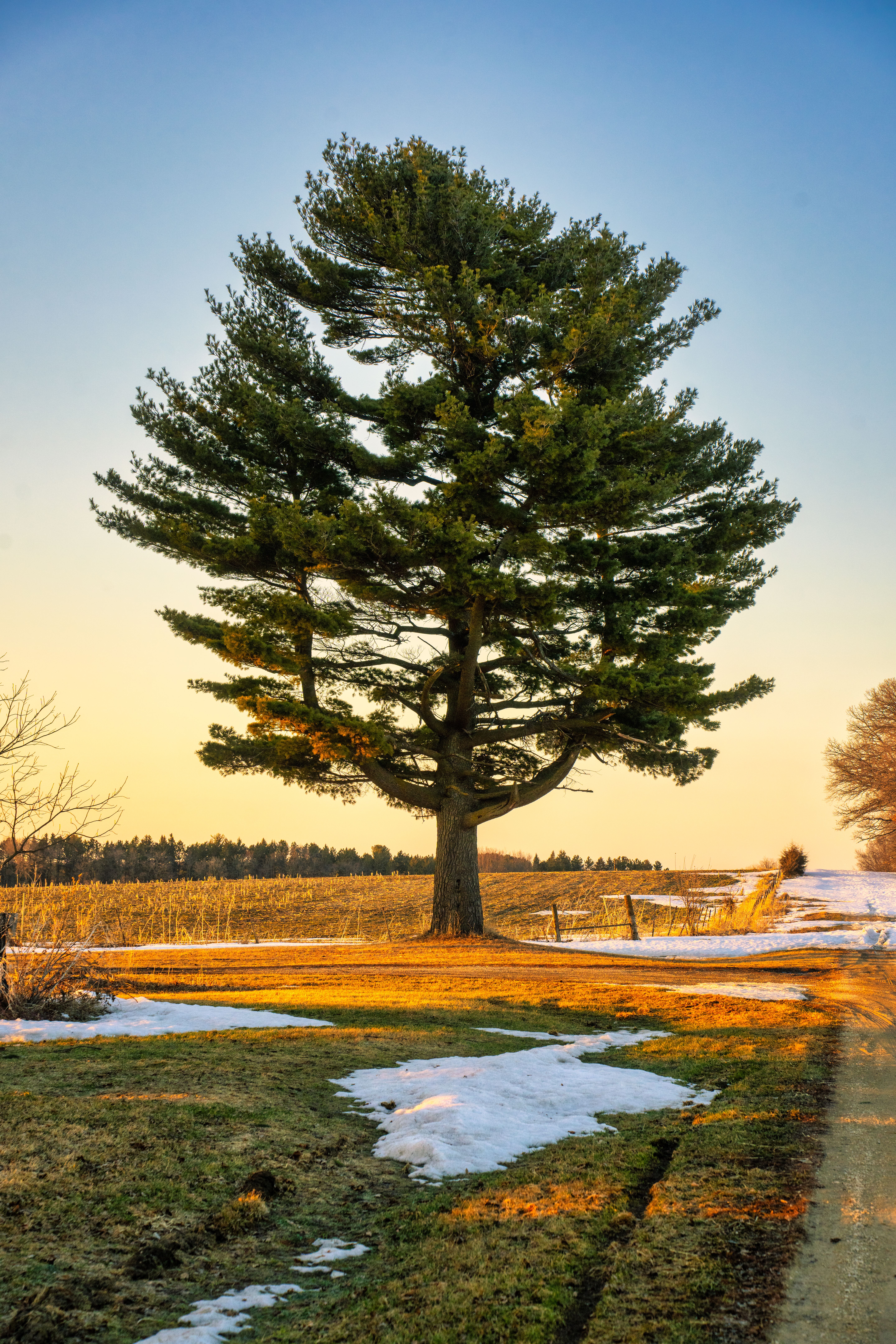 Tree Growing on Roadside between Fields at Sunset · Free Stock Photo