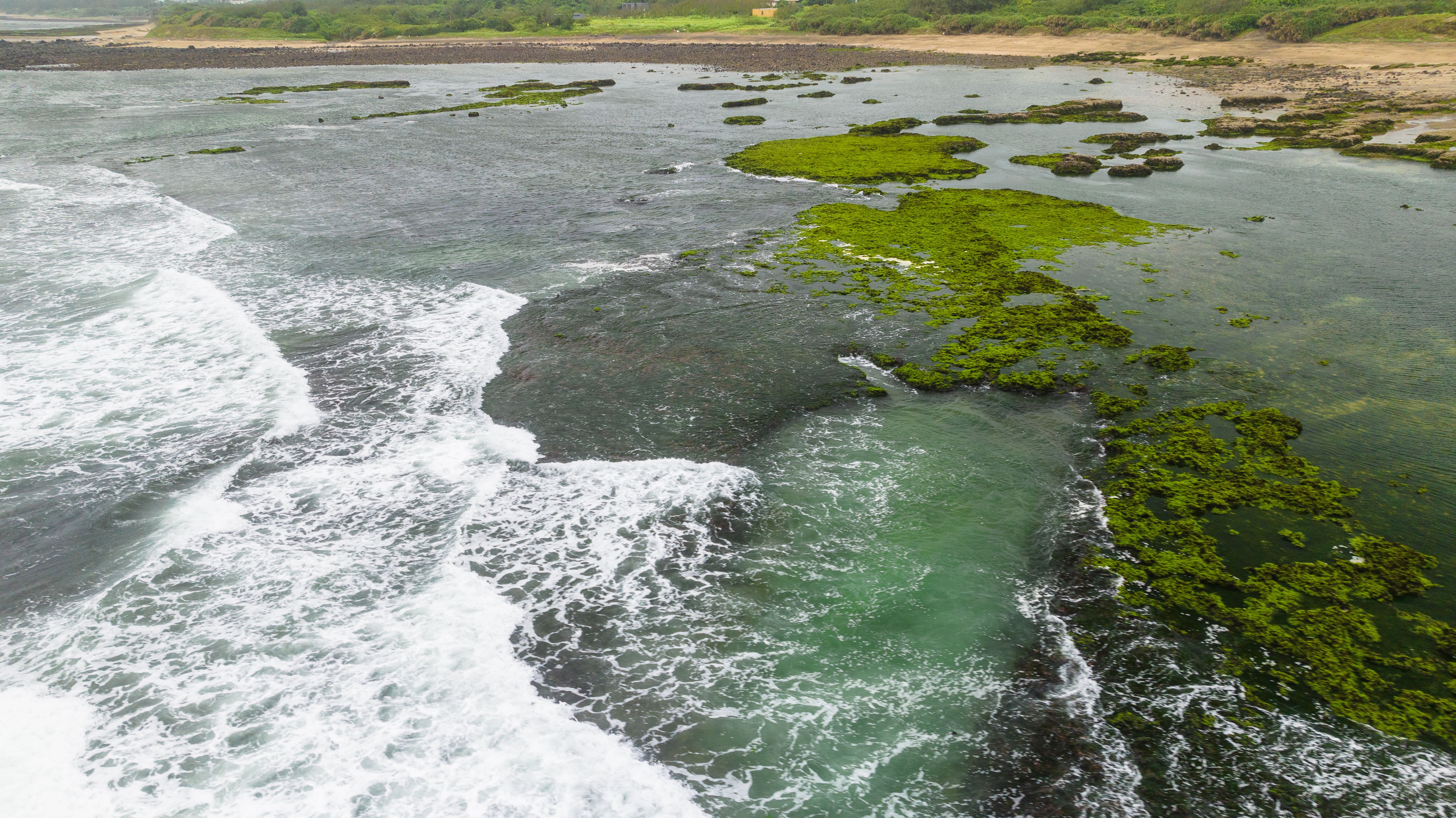 Aerial View of Algae Growing on Water Surface by Sea Shore · Free Stock ...