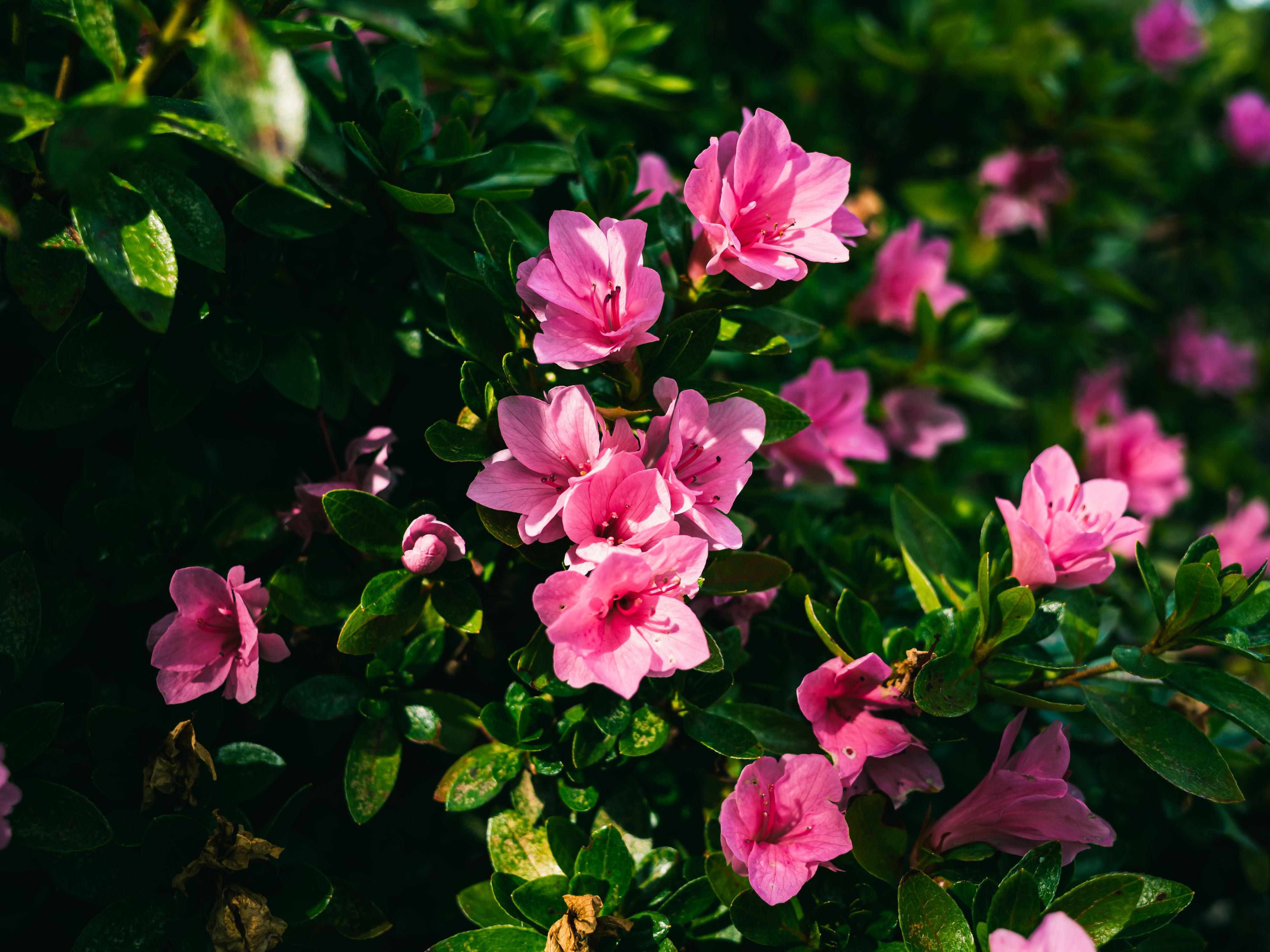 Bush Plant Photos, Download The BEST Free Bush Plant Stock Photos & HD ...