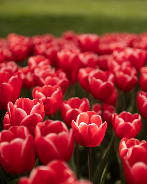 Tulips Feild Photos, Download The BEST Free Tulips Feild Stock Photos ...