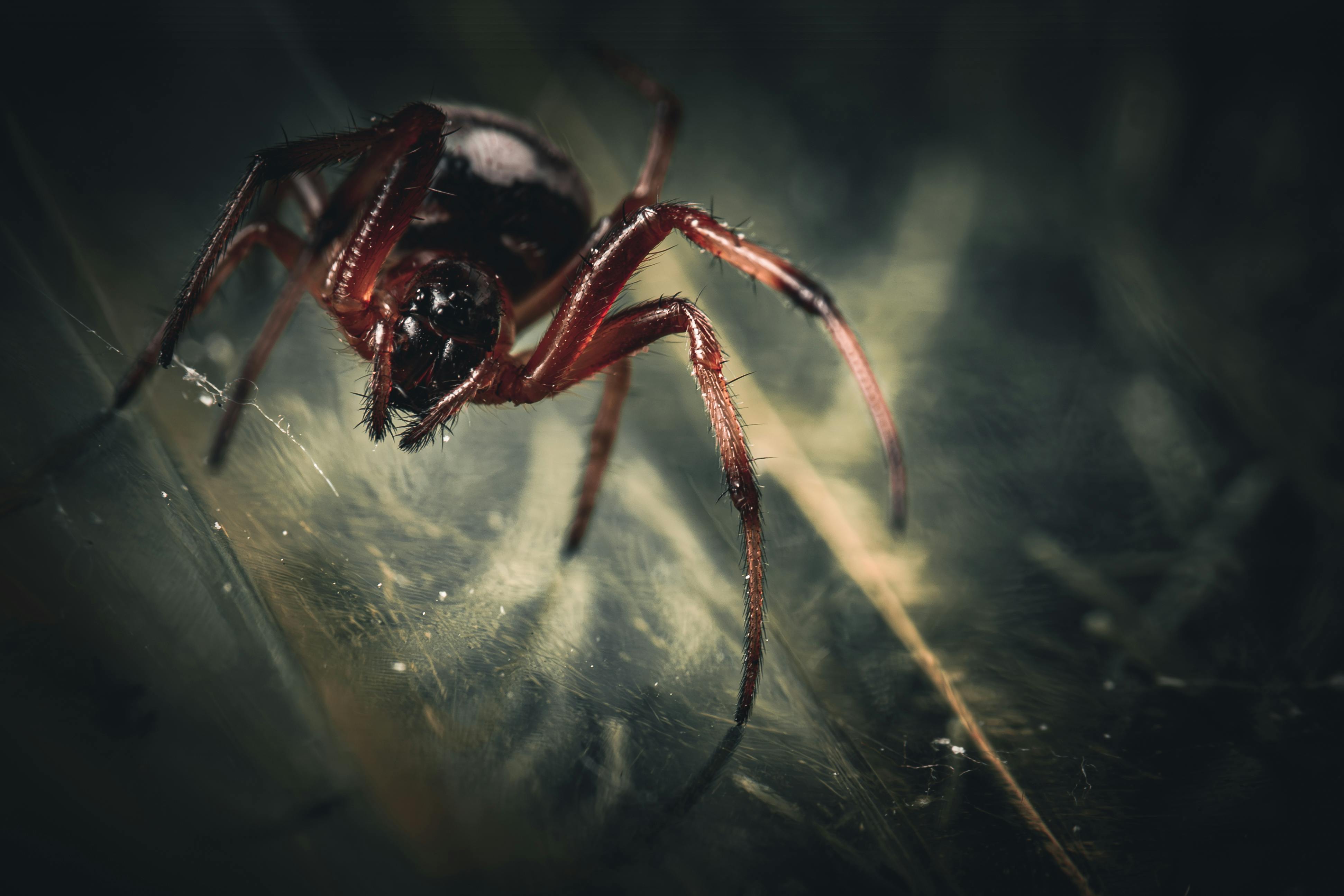 Spider Wallpapers Photos, Download The BEST Free Spider Wallpapers ...