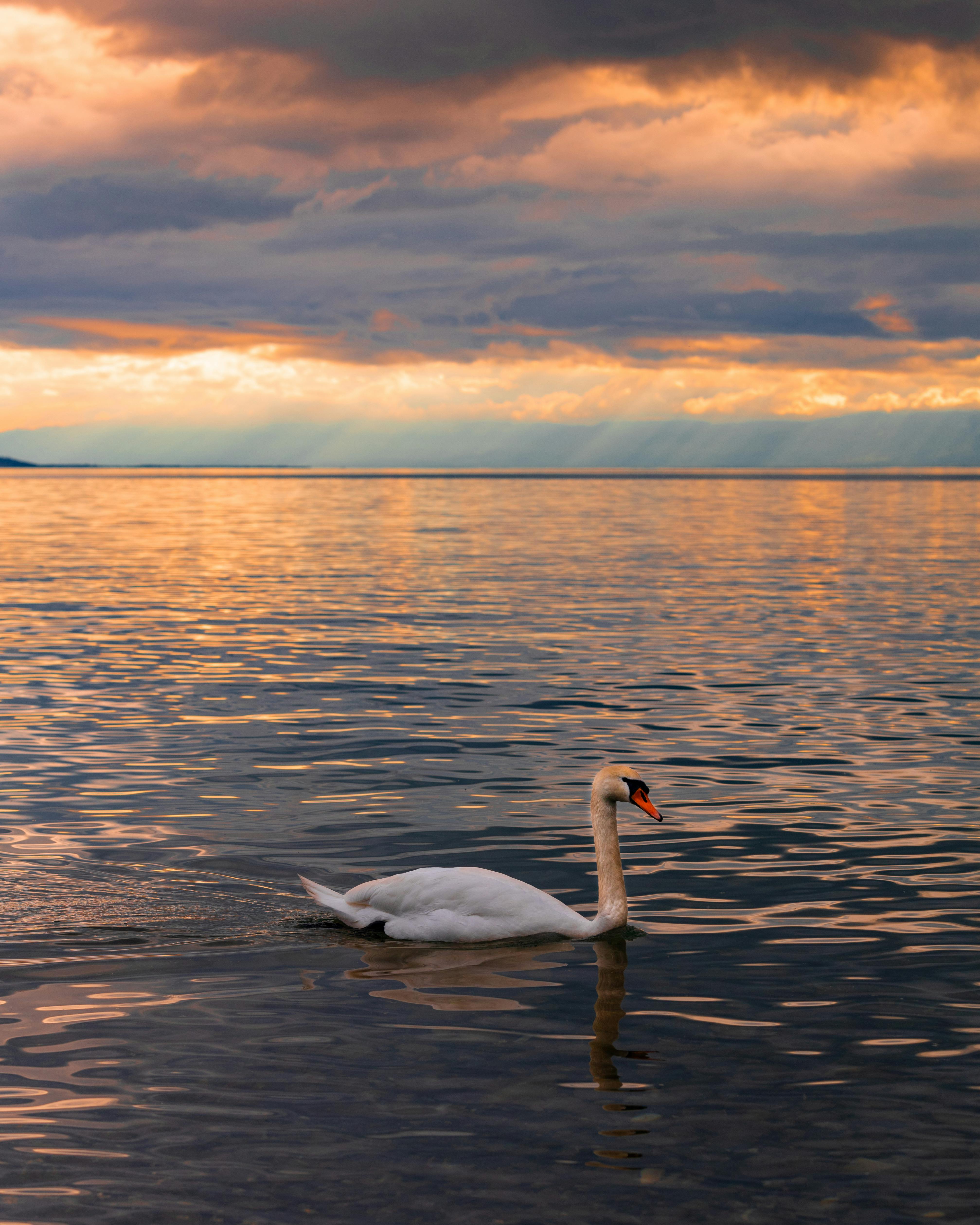 Swan Swimming in Sea at Sunset · Free Stock Photo