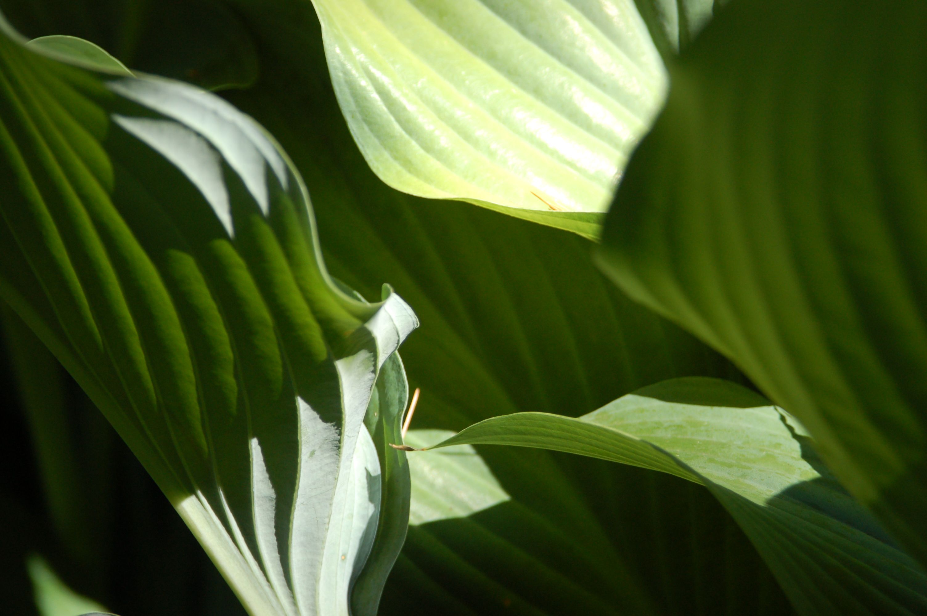 Closeup Photo of Green Variegated Leaf Plants · Free Stock Photo