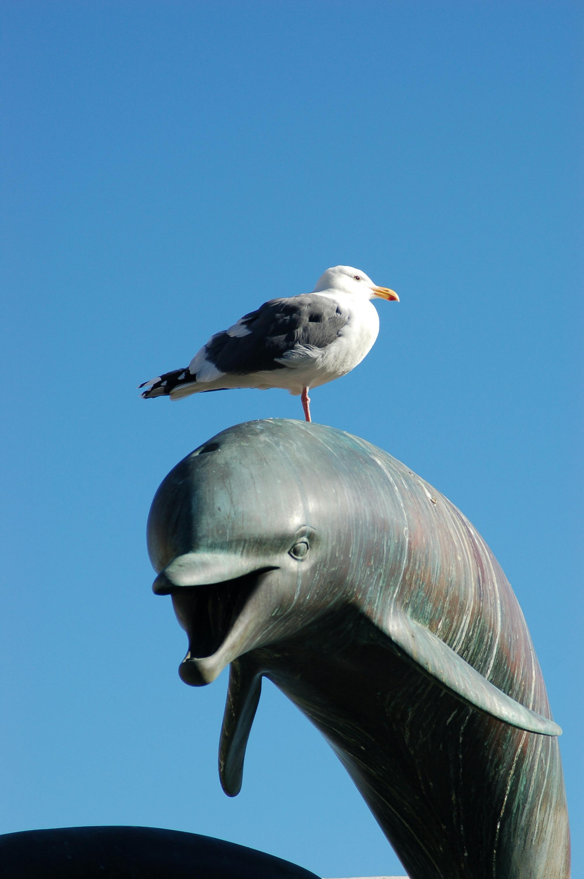 Seagull on Dolphin Figure · Free Stock Photo