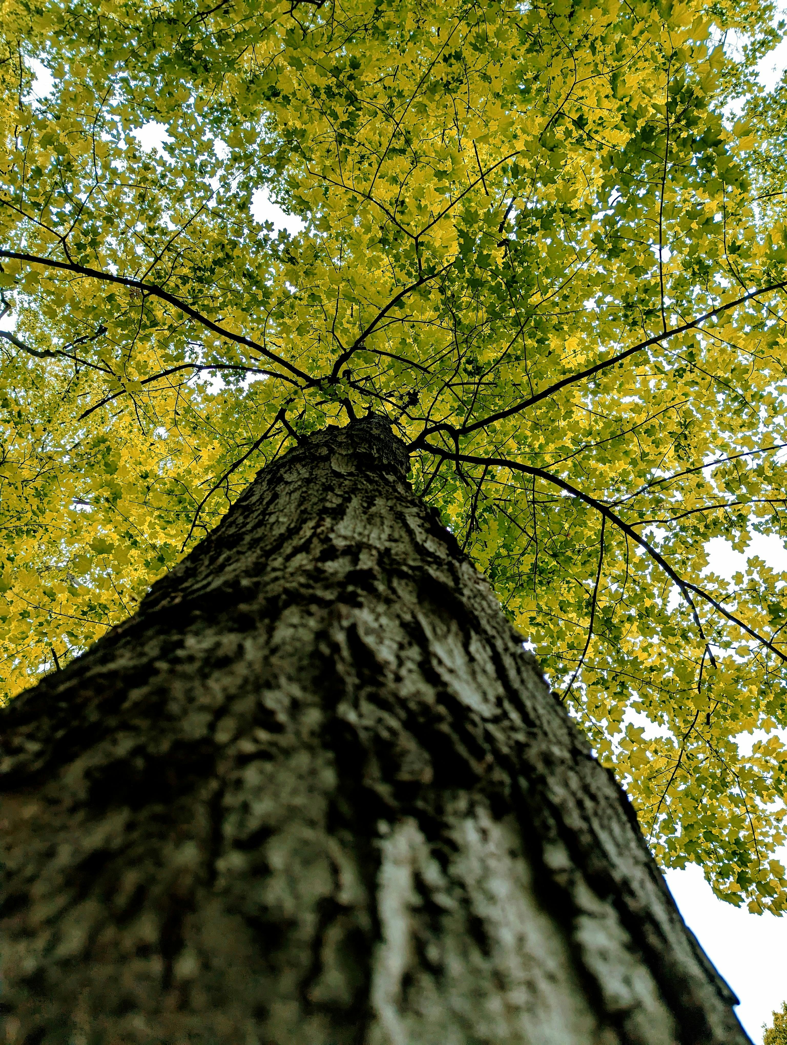 Low Angle Shot of a Tree · Free Stock Photo