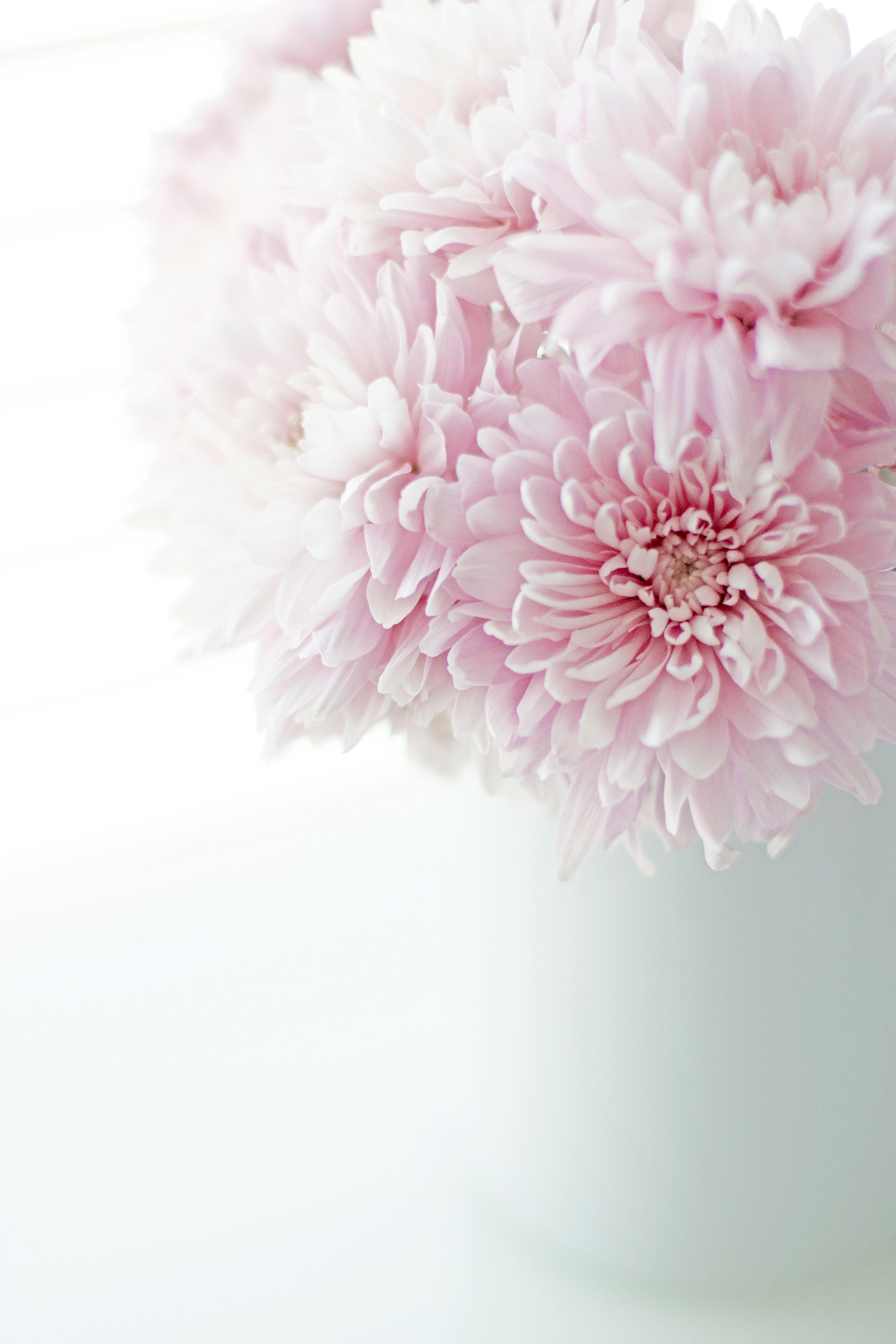 Lovely pink flowers in vase · Free Stock Photo