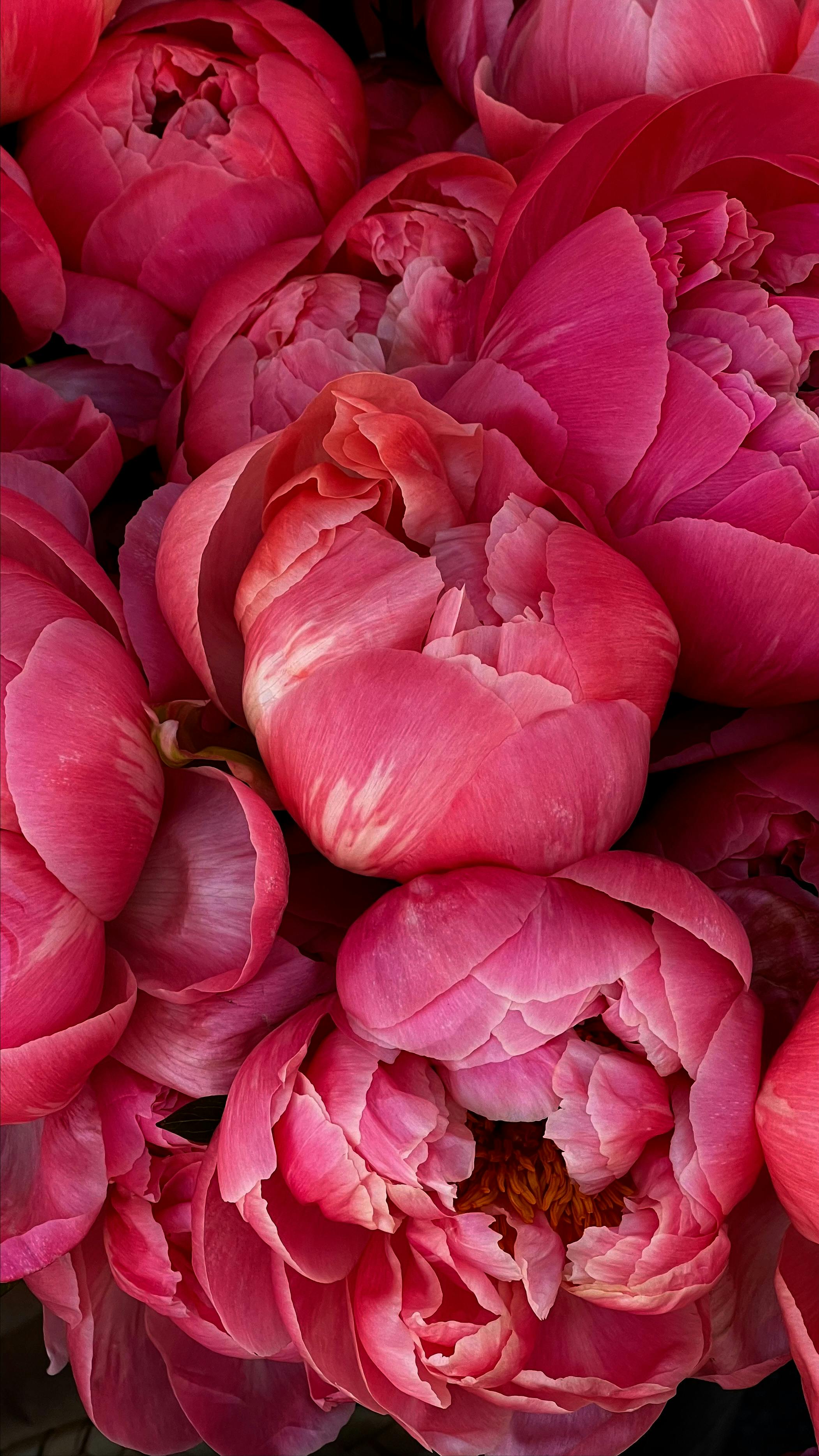 Dark Pink Photos, Download The BEST Free Dark Pink Stock Photos & HD Images