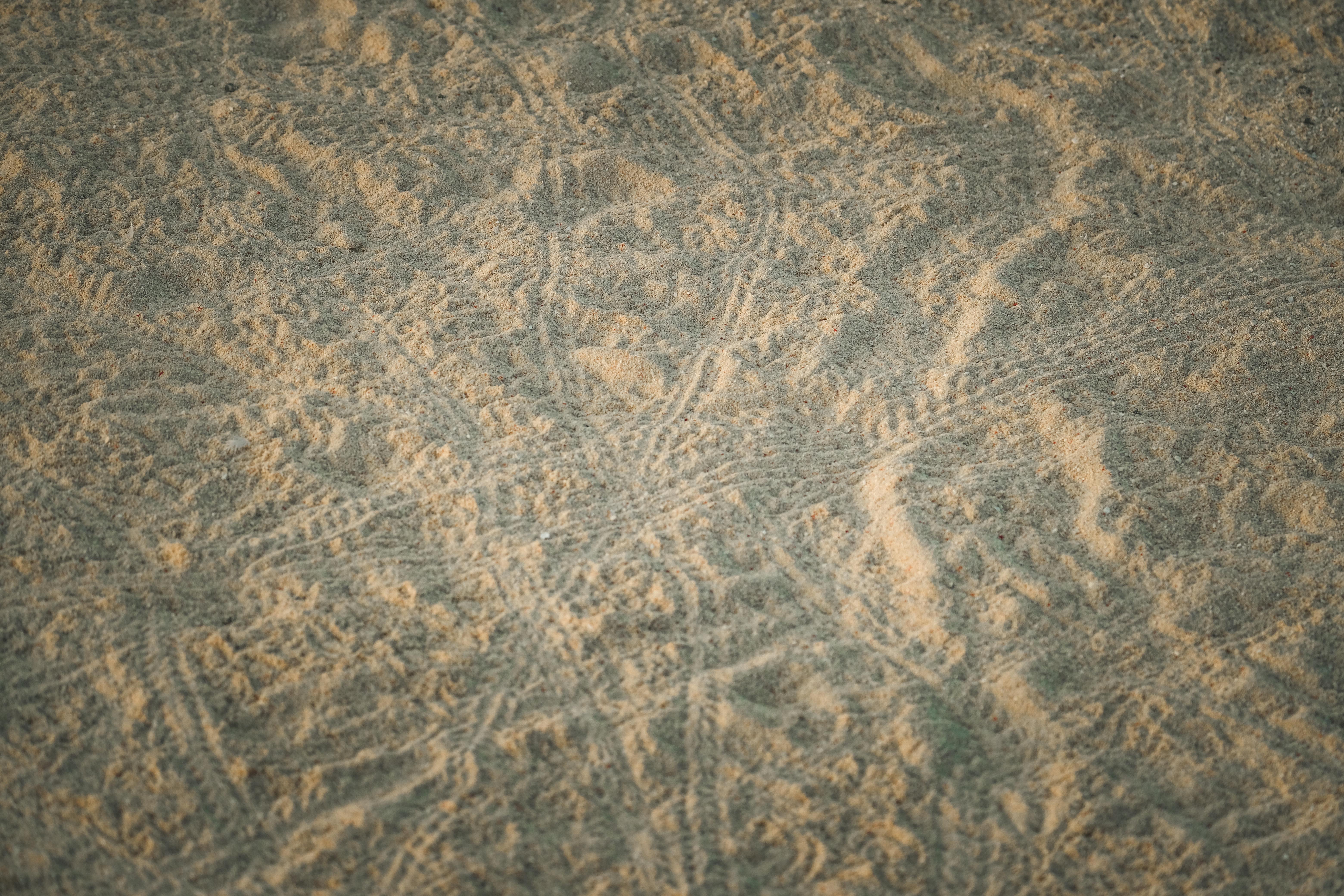 Prints in the Sand · Free Stock Photo
