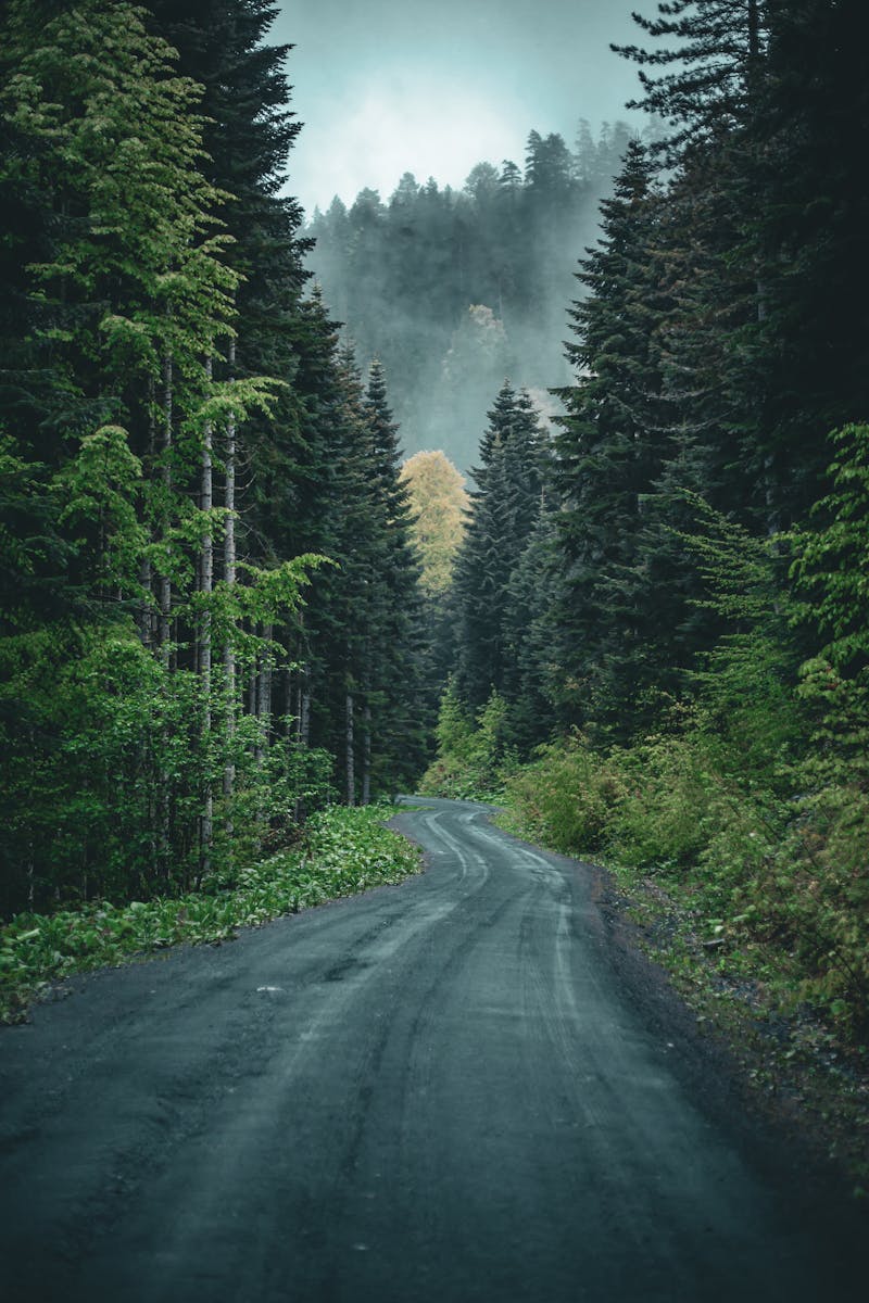 Road Through Forest Photos, Download The BEST Free Road Through Forest ...